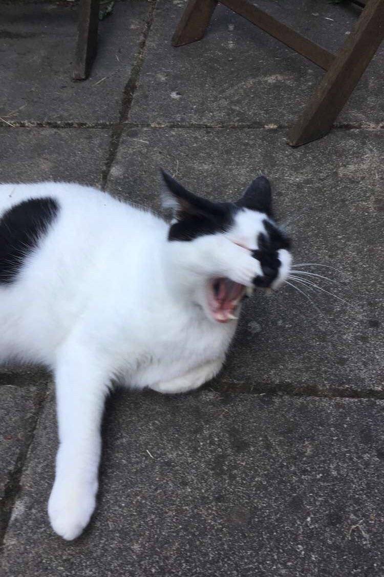 special guest star! Leo enters the competition! | Scrolller