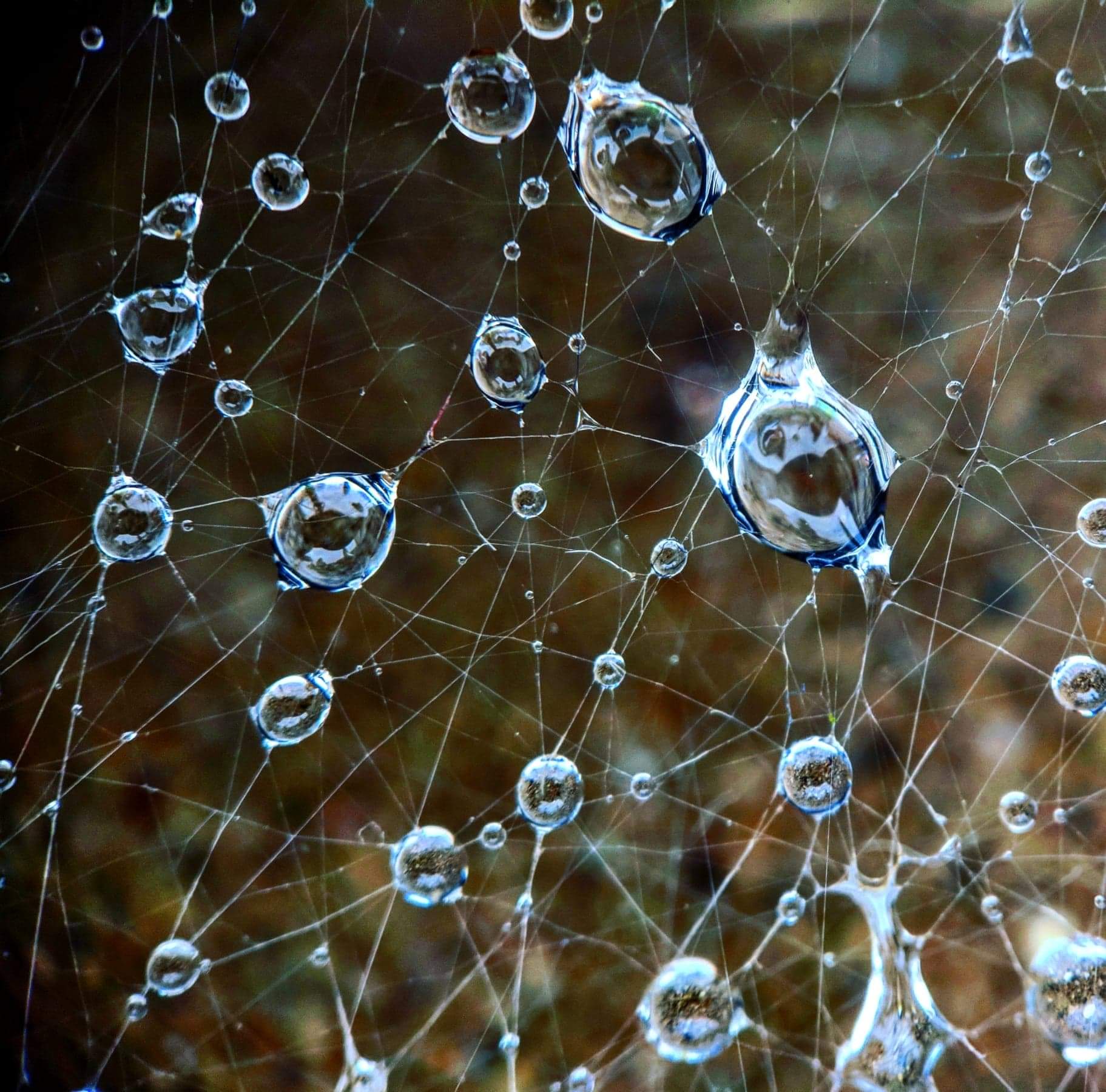 Spiderweb in the rain [OC] | Scrolller
