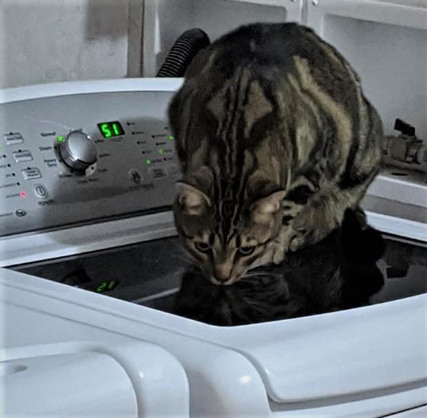 Spin cycle is very entertaining | Scrolller