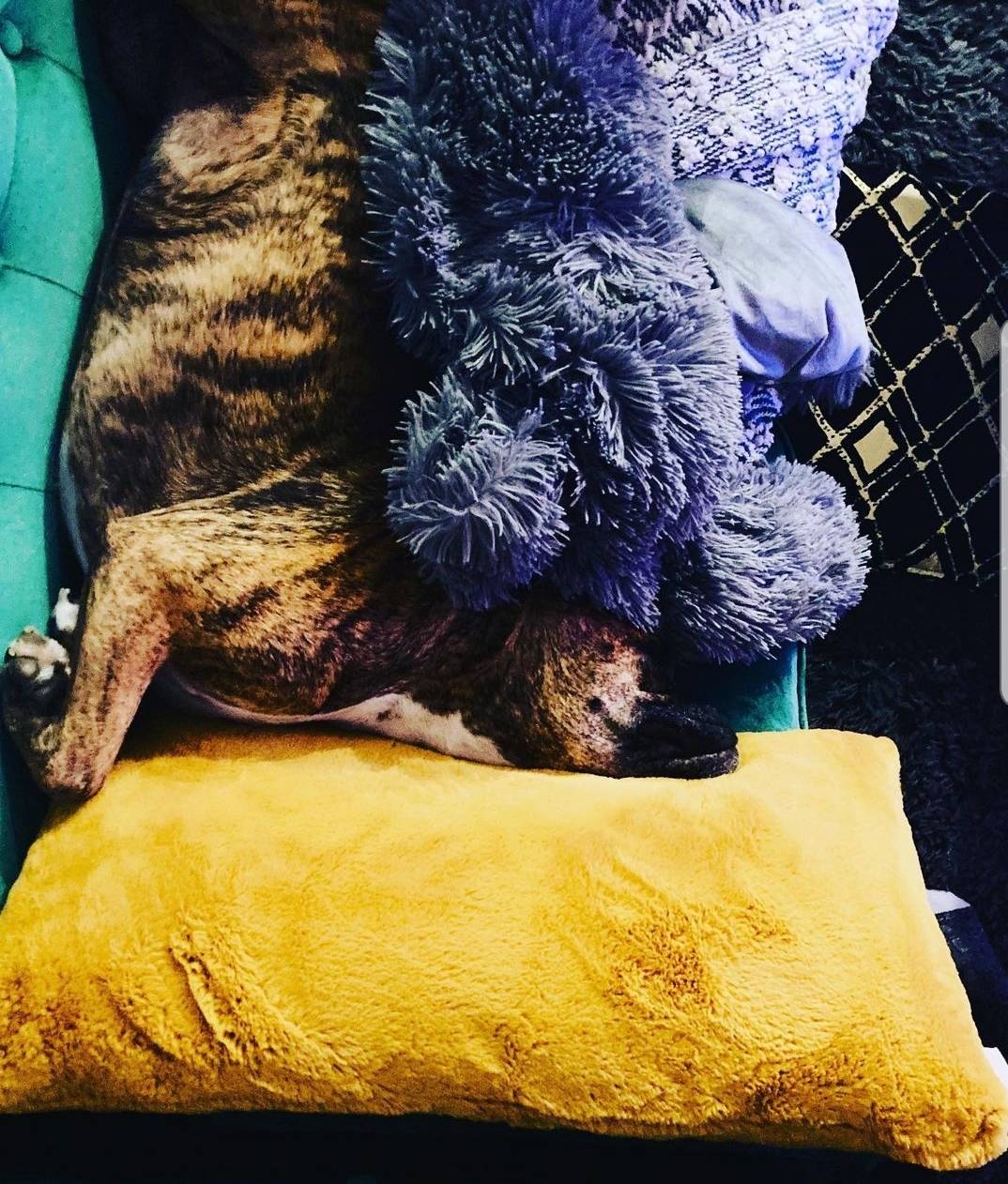 Spot the dog. | Scrolller