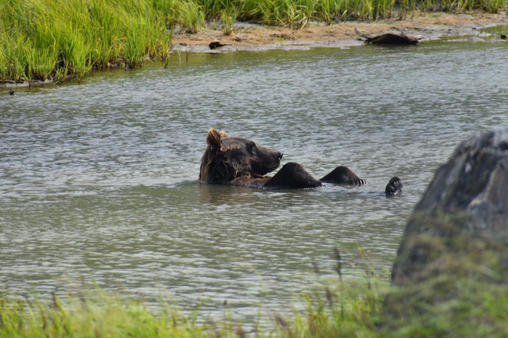 Spotted a grizzly bear taking a bath in Denali NP | Scrolller