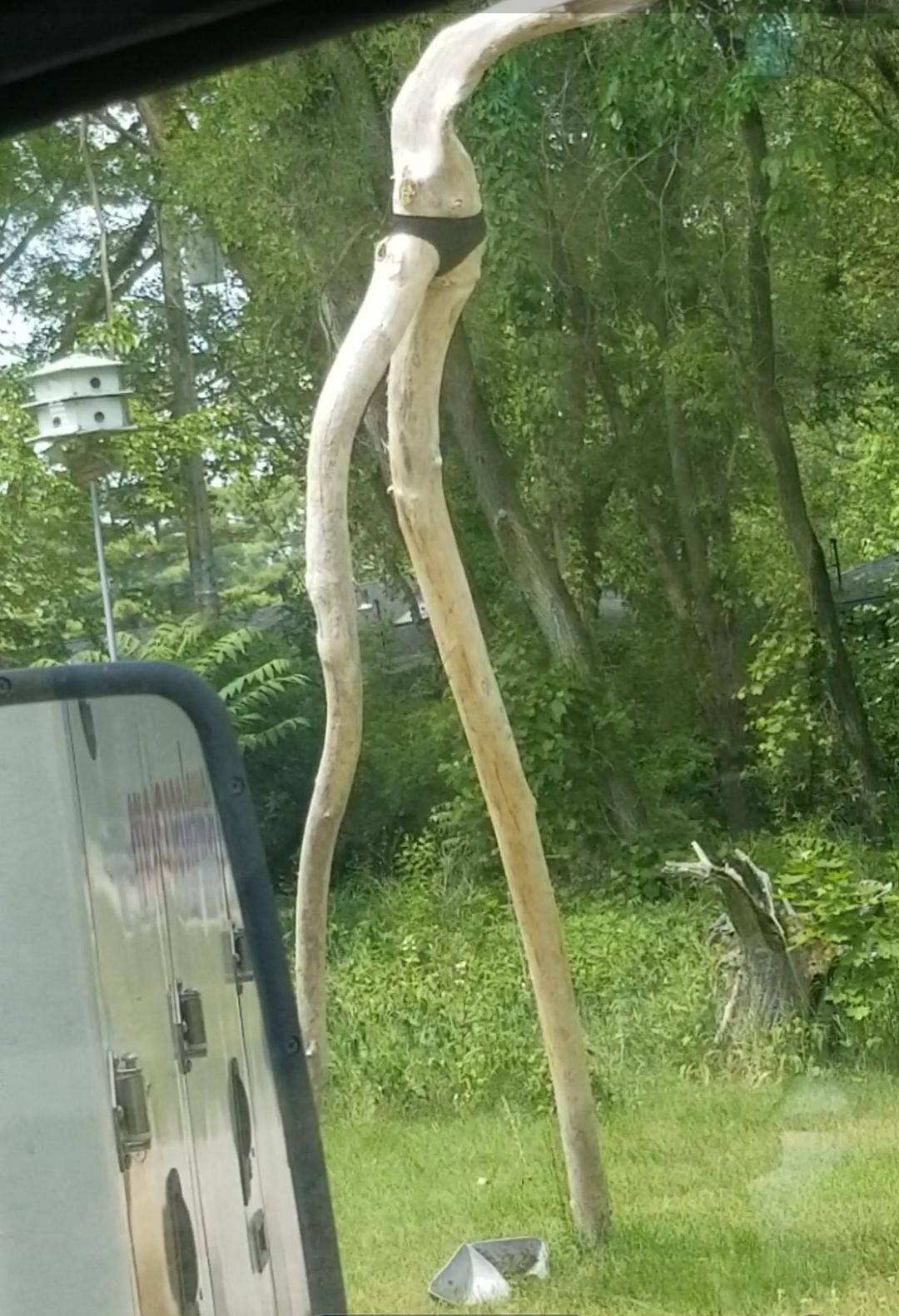 Spotted SlenderWomen Taking A Stroll | Scrolller