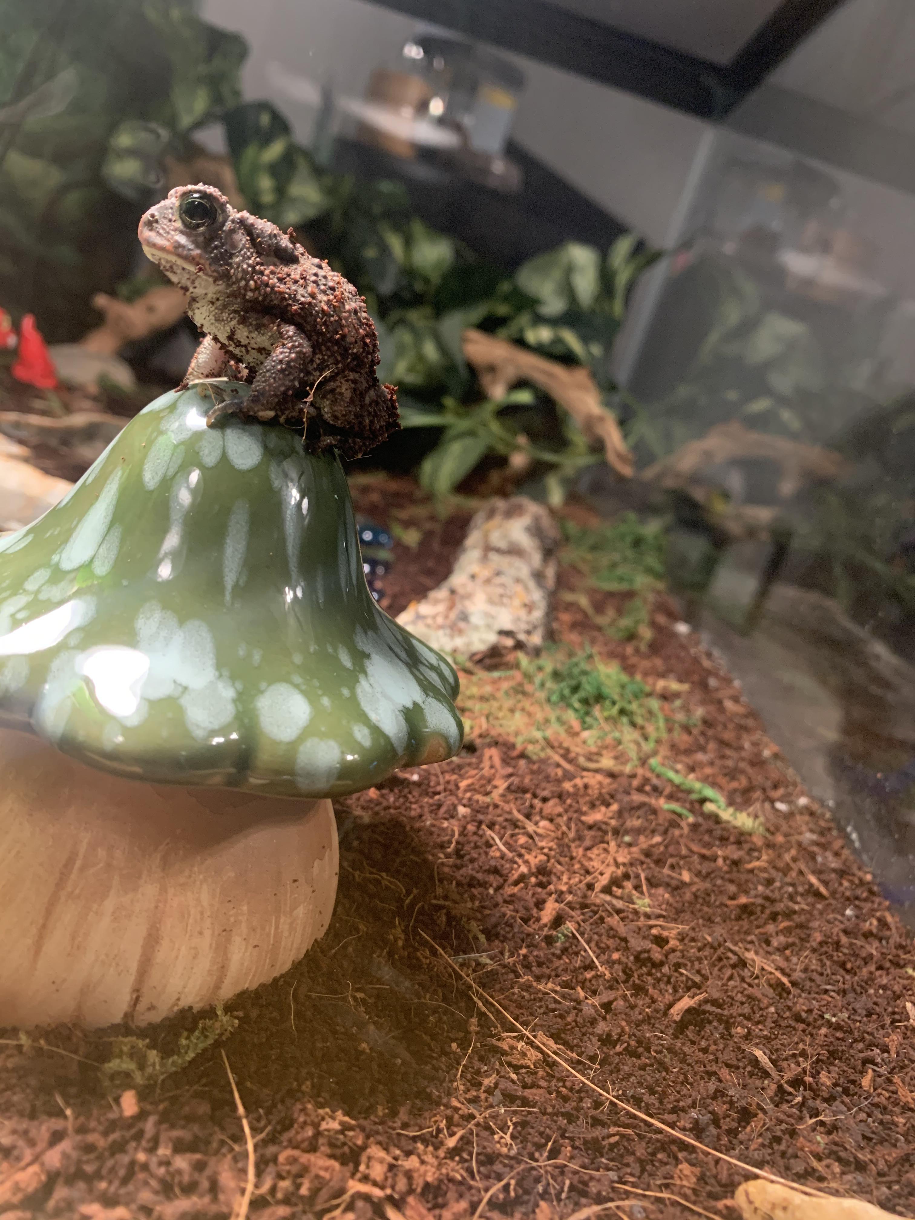 Sprig on his toad stool | Scrolller