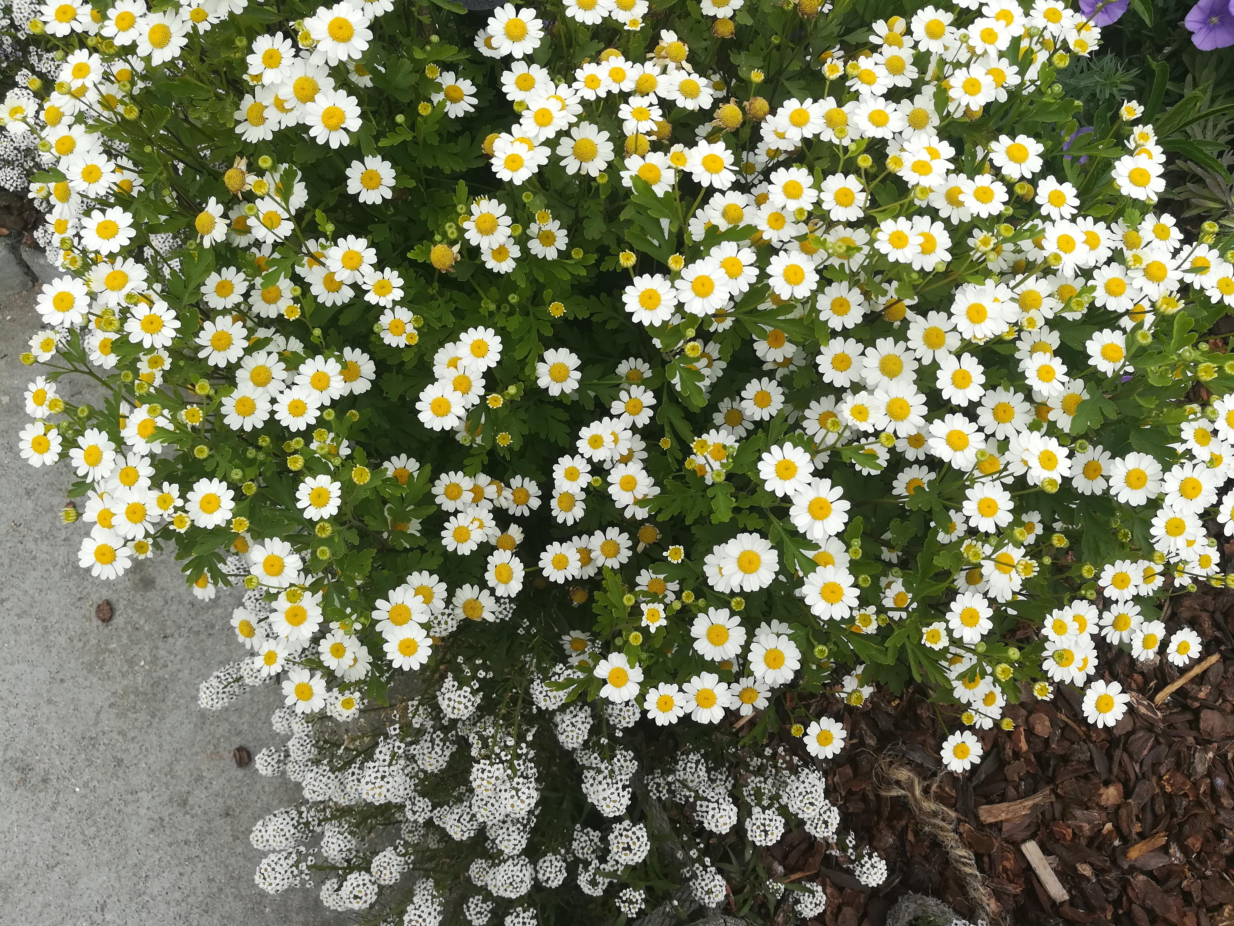 Spring at Carmal town, monterey bay | Scrolller