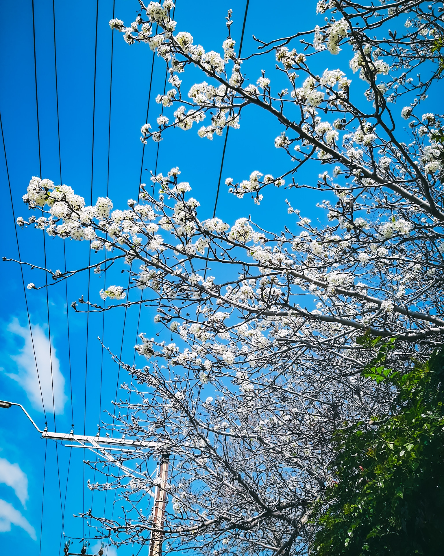 Spring blossoms in Adelaide | Scrolller