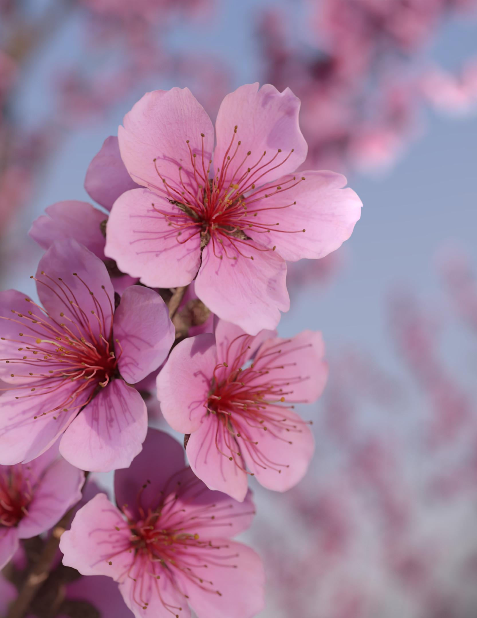 Spring (Critique) | Scrolller