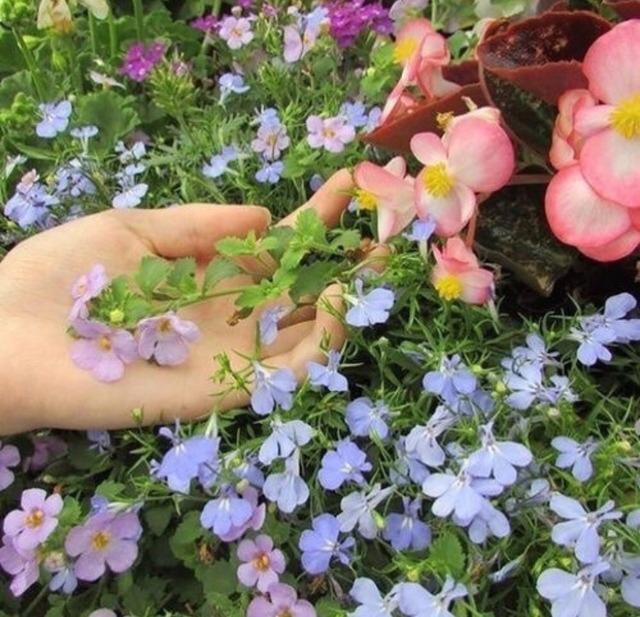 Spring flowers | Scrolller