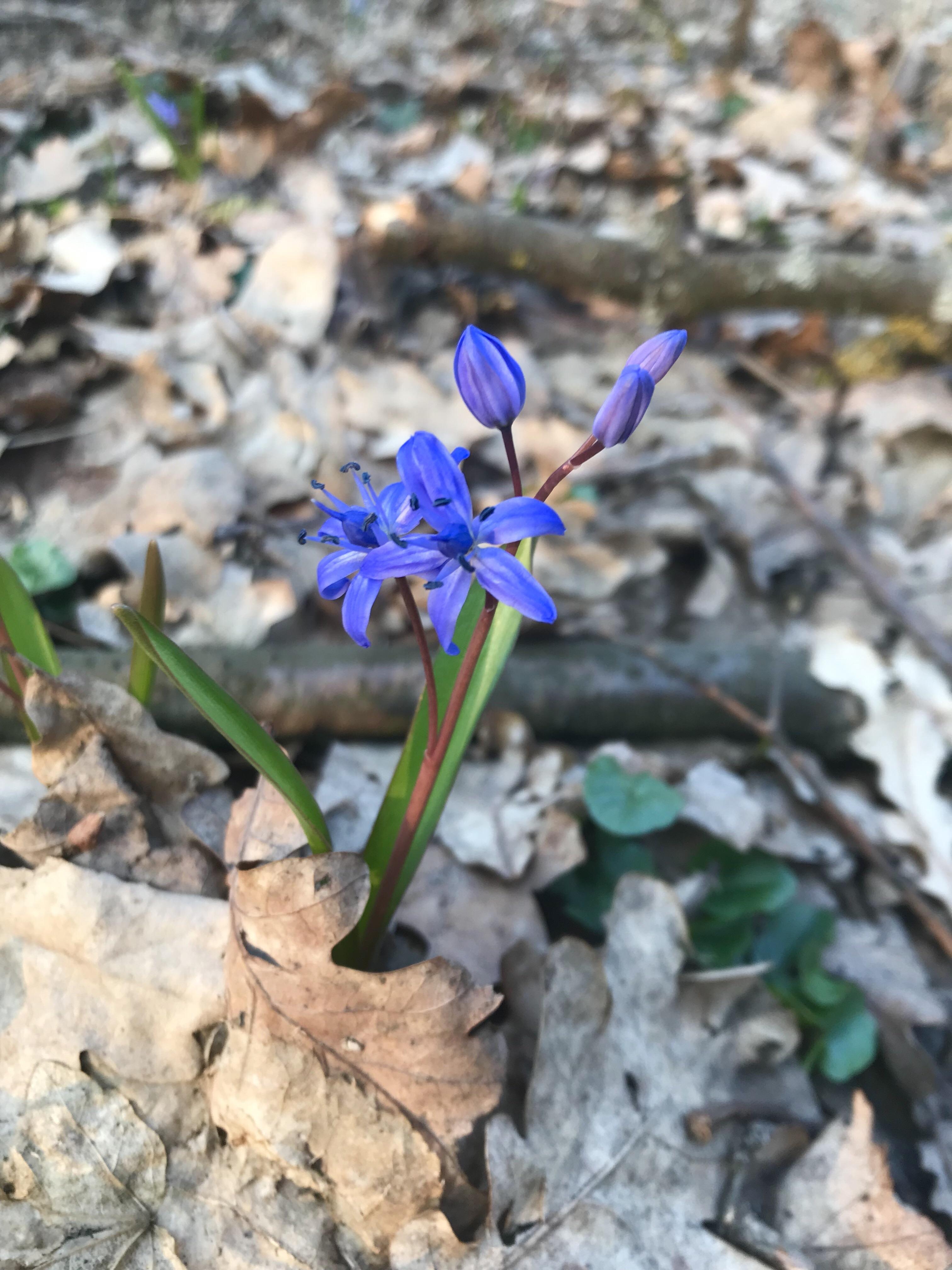 Spring in the forest. Bucharest, Romania | Scrolller