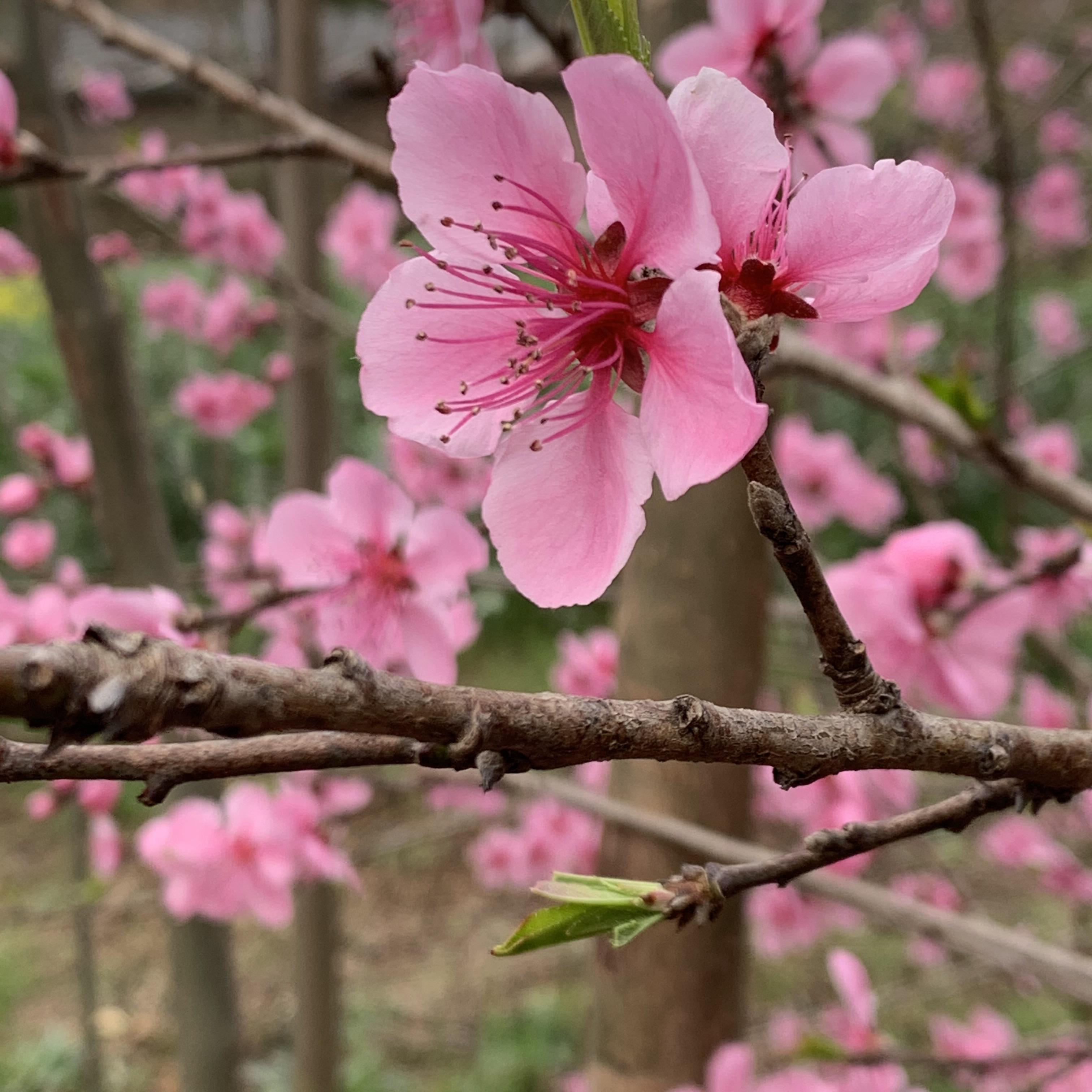 Spring is coming | Scrolller