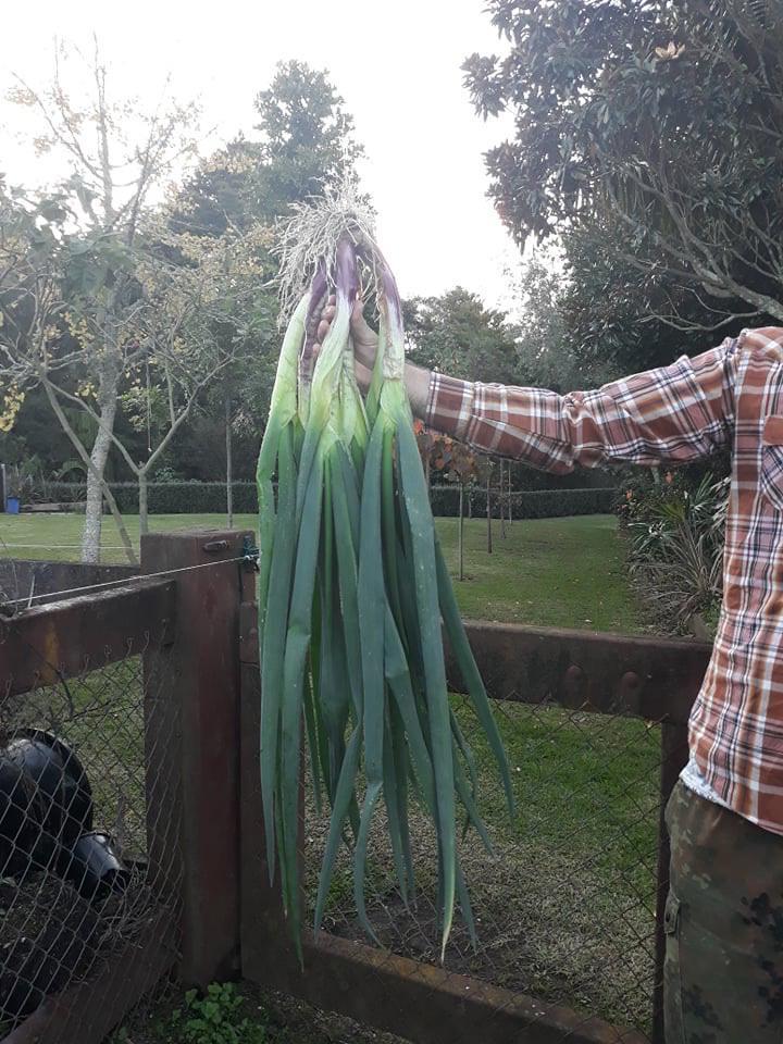 Spring onion I grew | Scrolller
