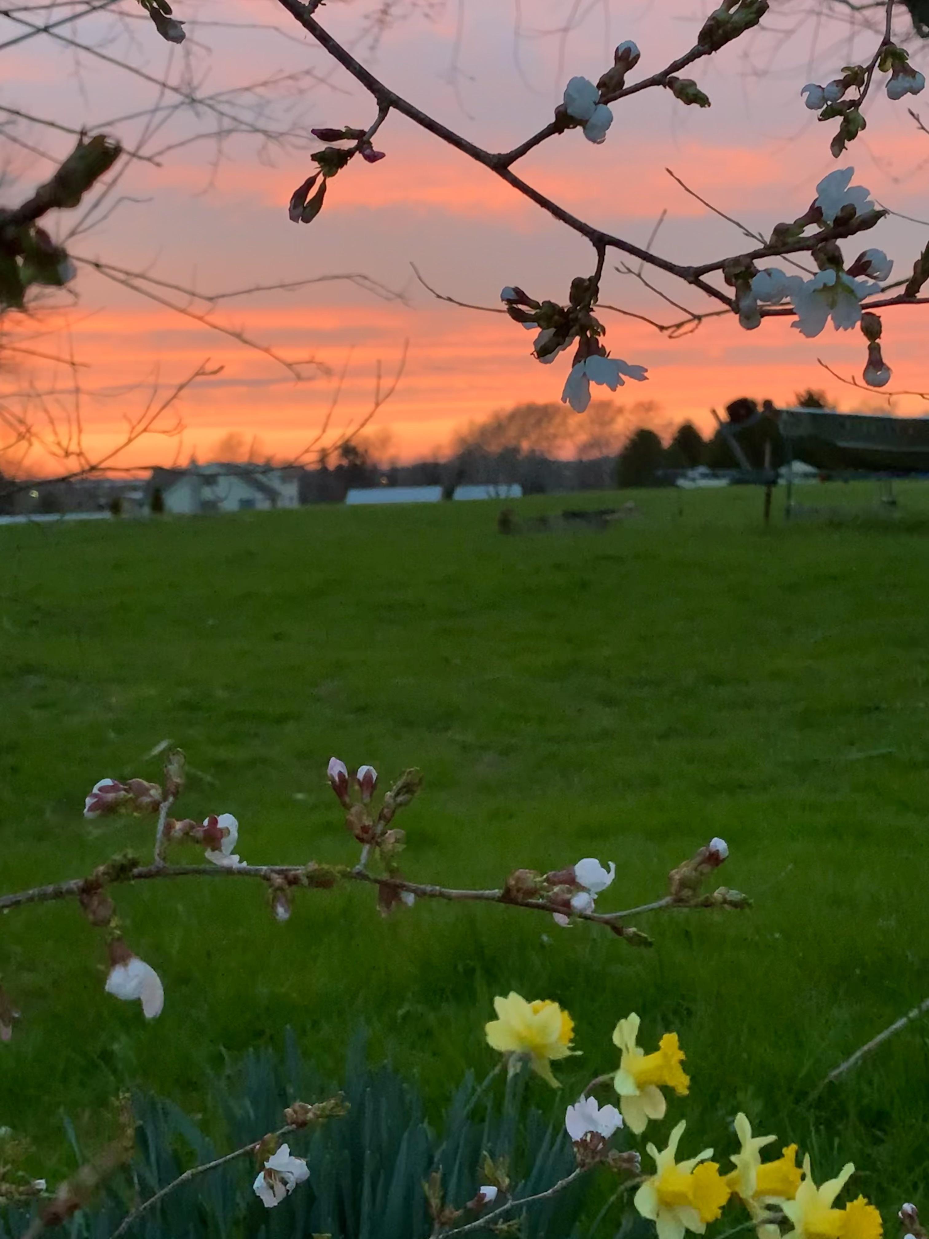 Spring Vibes | Scrolller