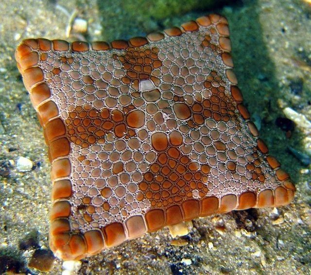 Square biscuit starfish | Scrolller