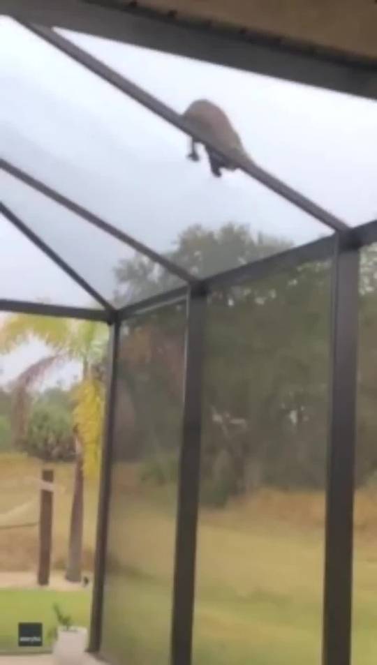 Squirrel!!! | Scrolller