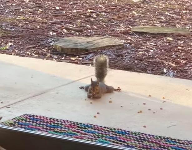 Squirrel goes sploot! (Photo credit to “go animals!”) | Scrolller