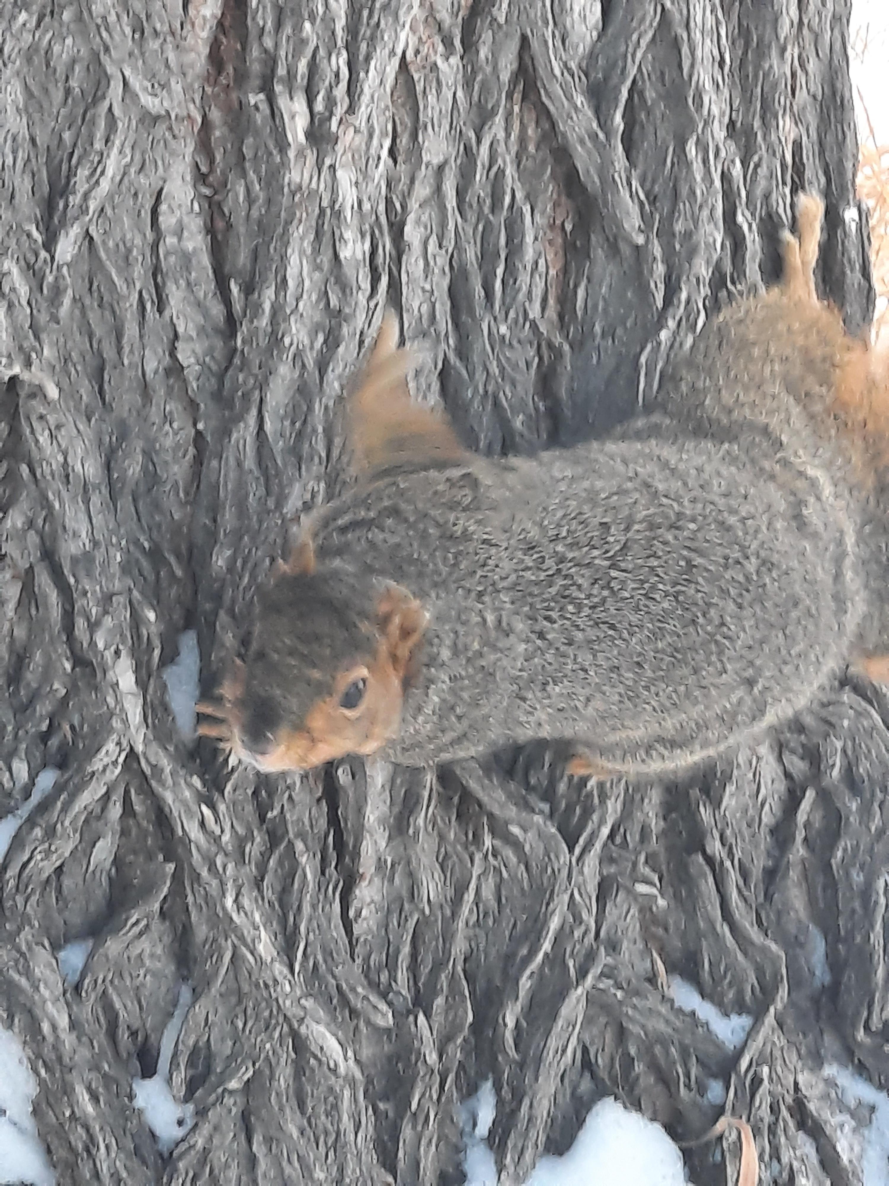 Squirrel_irl | Scrolller