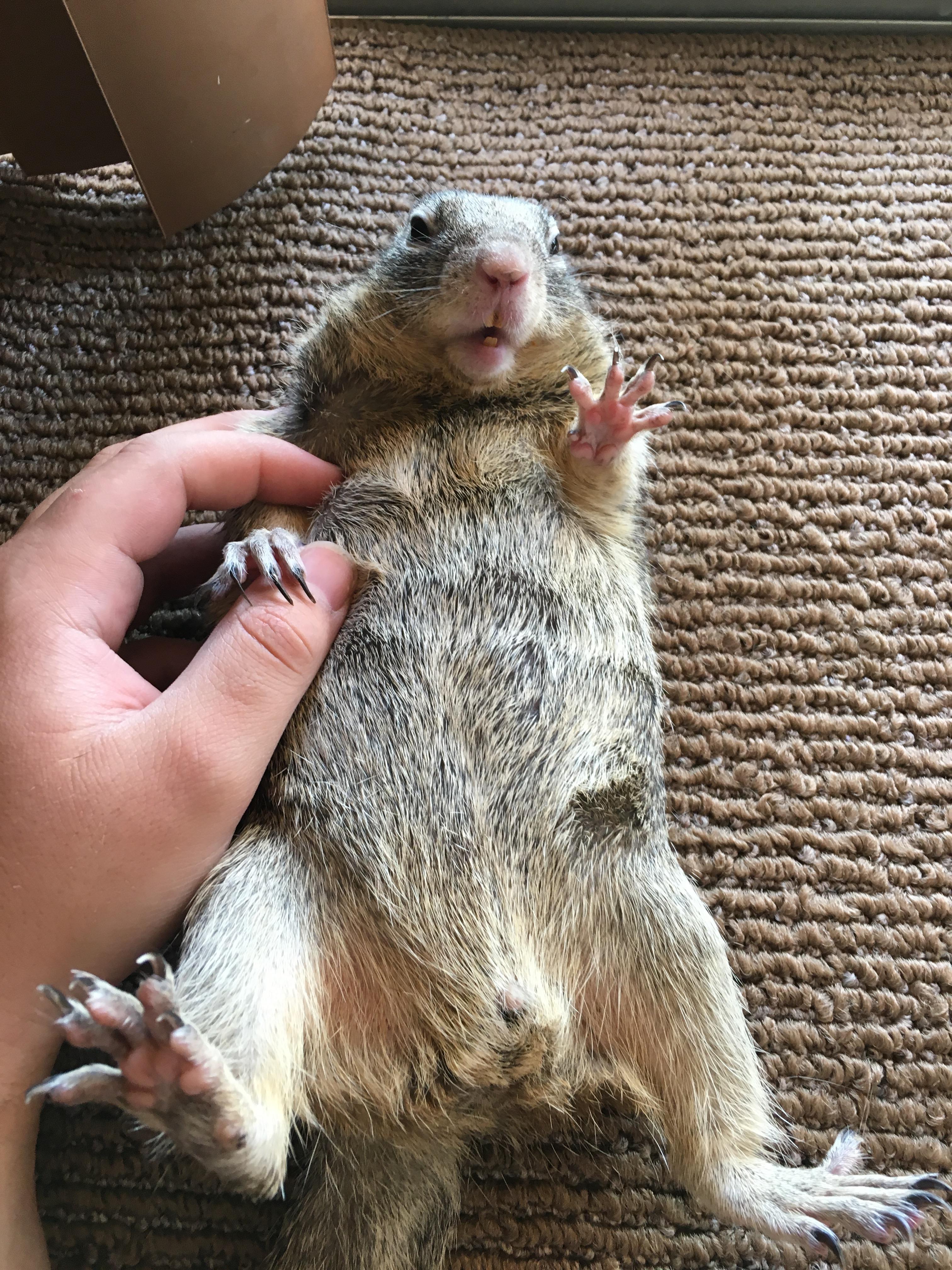 Squirrelly here wanted to say hi | Scrolller