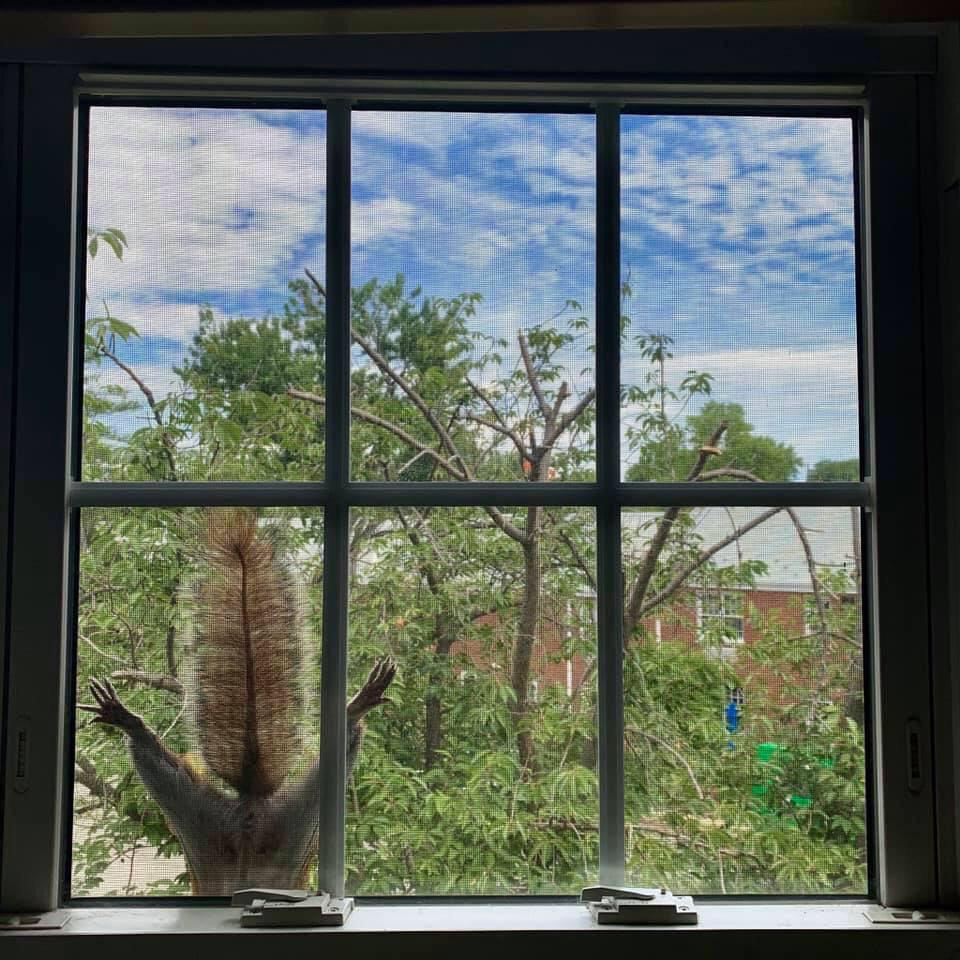 Squirrels apparently have very thin tails | Scrolller