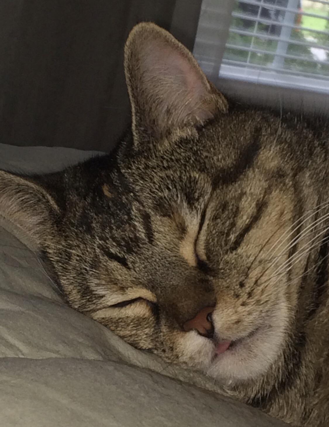 Squish the Derp | Scrolller