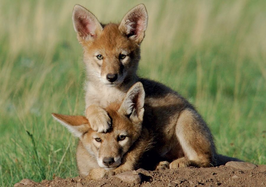 Stacked coyote pups | Scrolller