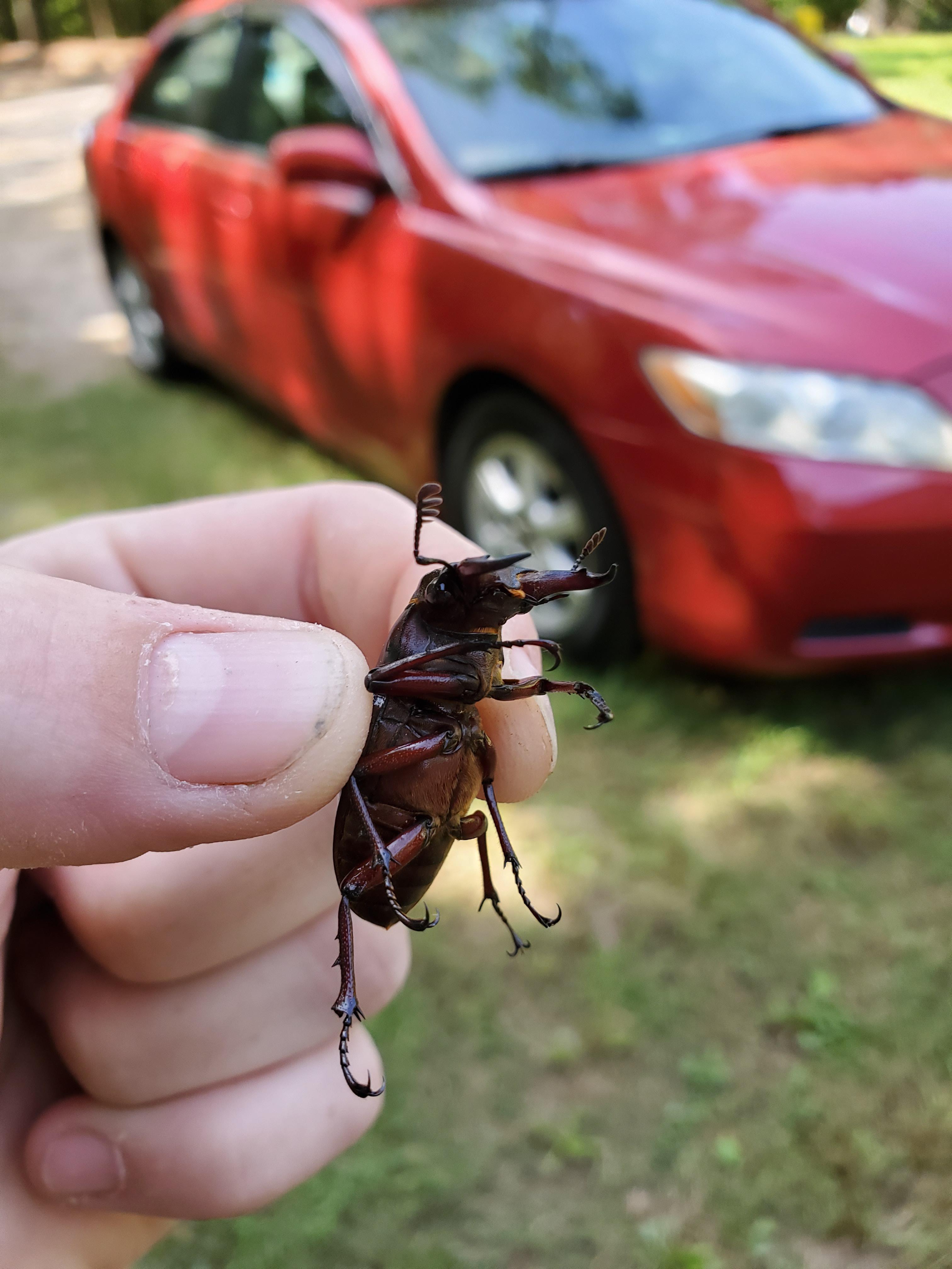 Stag beetles are cool | Scrolller