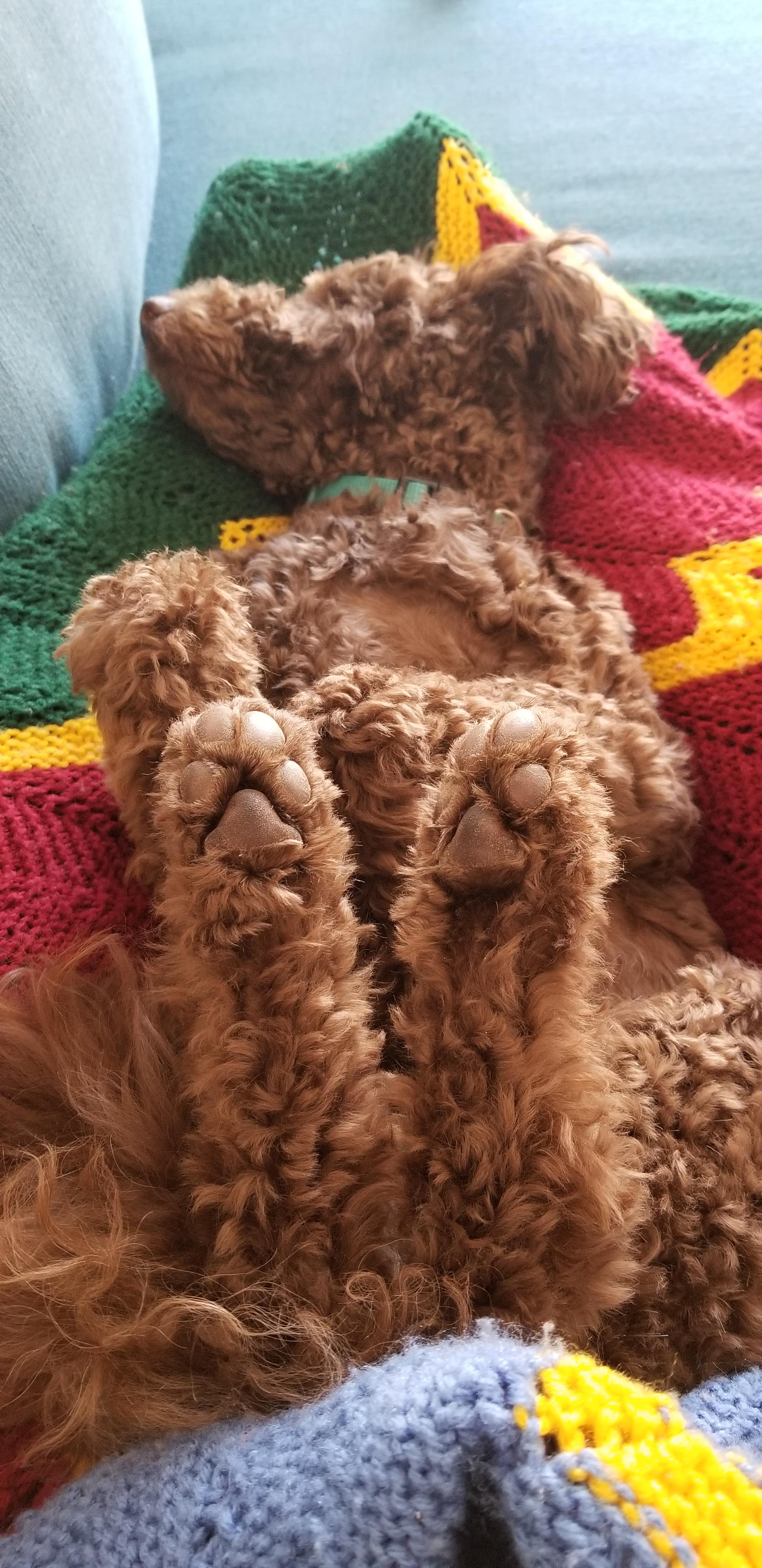 Standard Nap Position | Scrolller