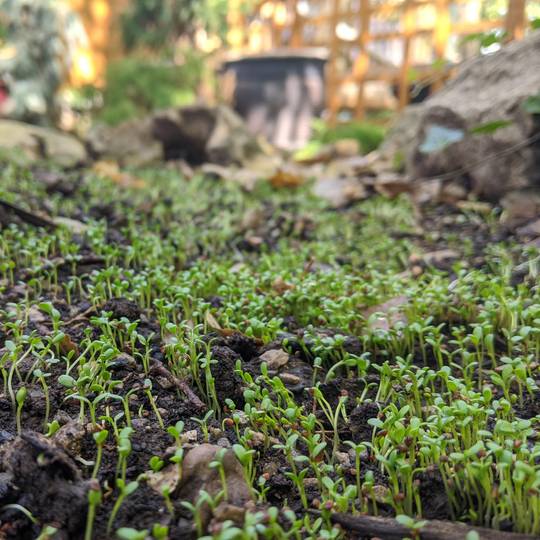 Starting an all clover lawn | Scrolller