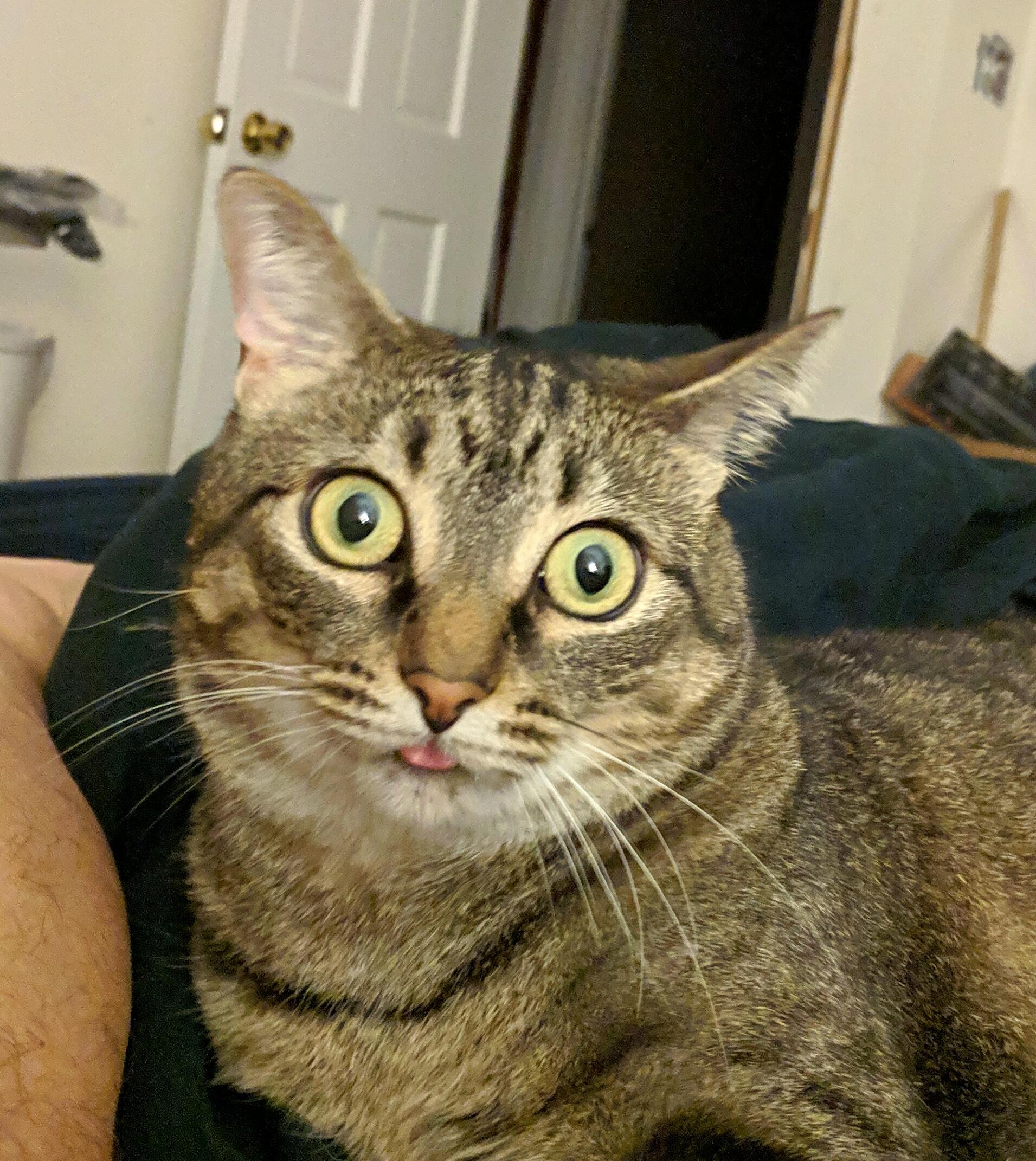 Startled derp | Scrolller