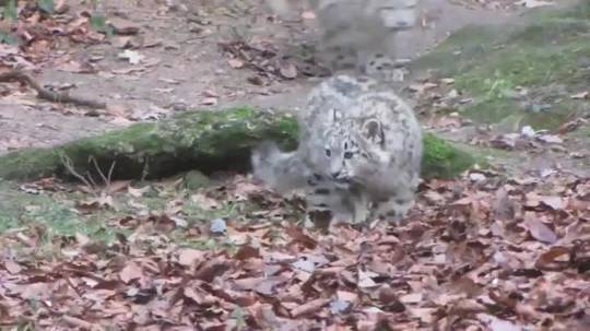 Startled snep | Scrolller