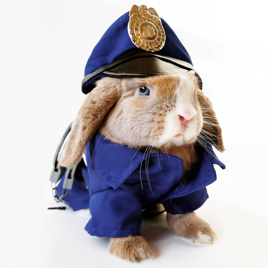 @stayathomebun: Officer Sky reporting for treats! | Scrolller