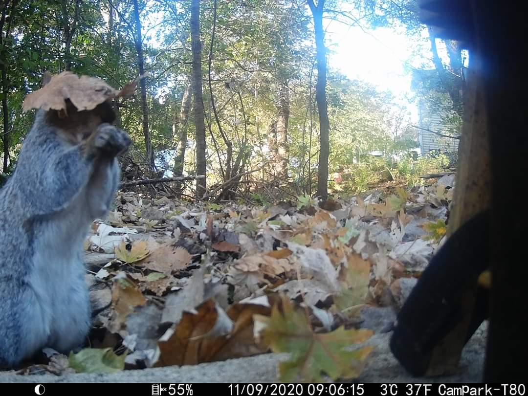 Stealth 100 | Scrolller