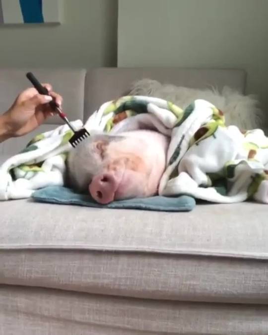 Stella Being Pampered | Scrolller