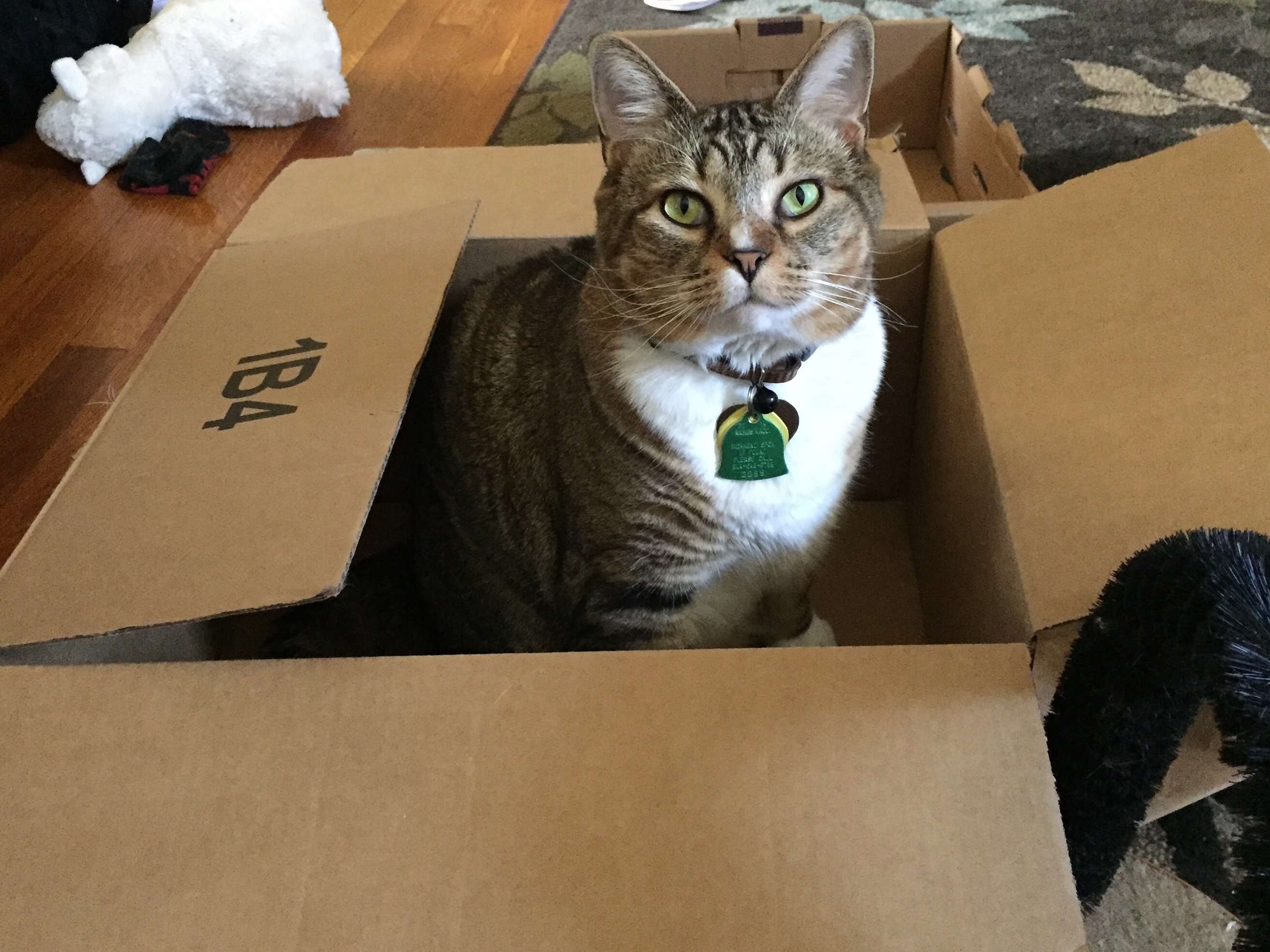 Stella enjoying her new box | Scrolller