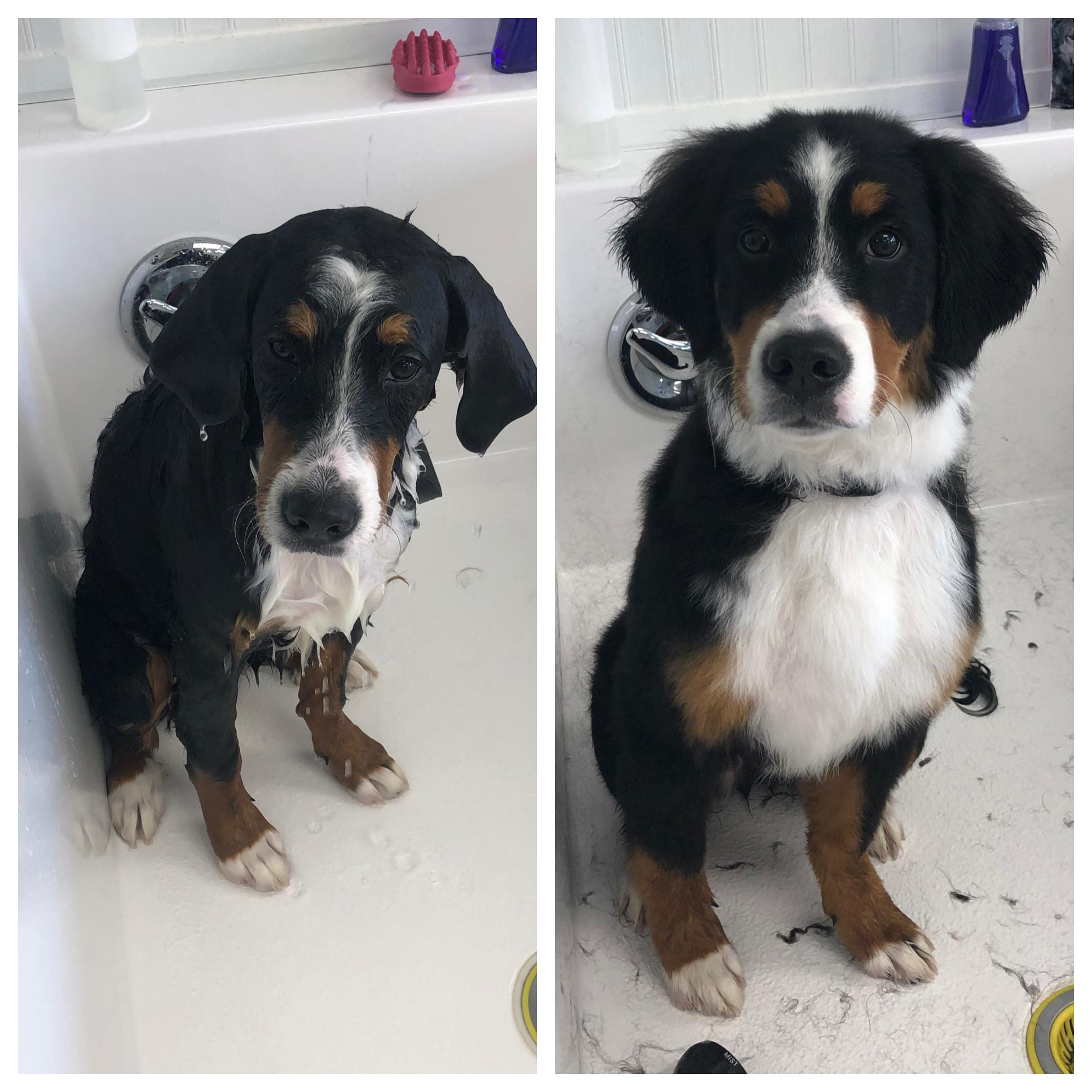 Stella’s wet to dry transformation! | Scrolller