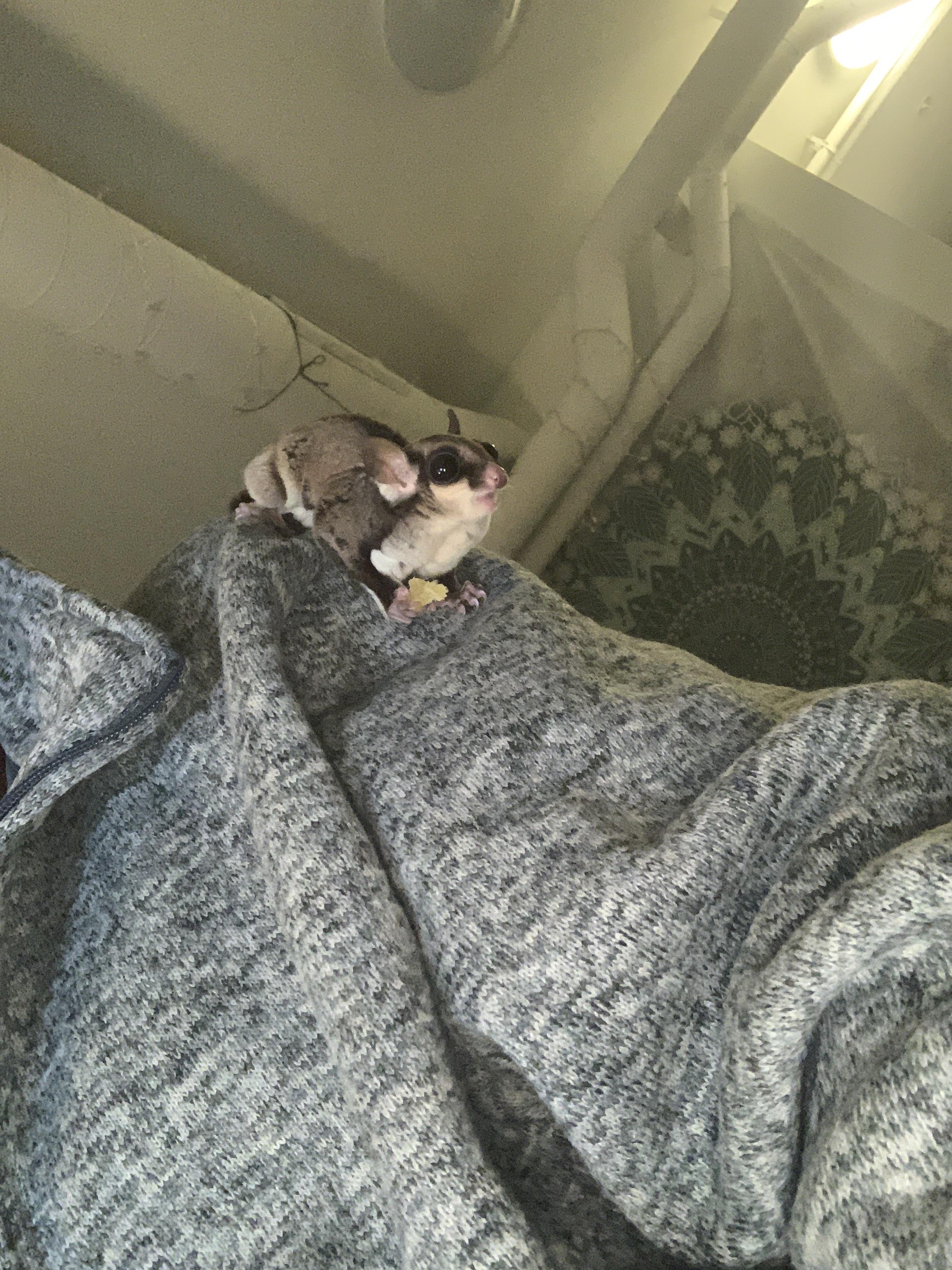 Stella the sugar glider 💕 | Scrolller