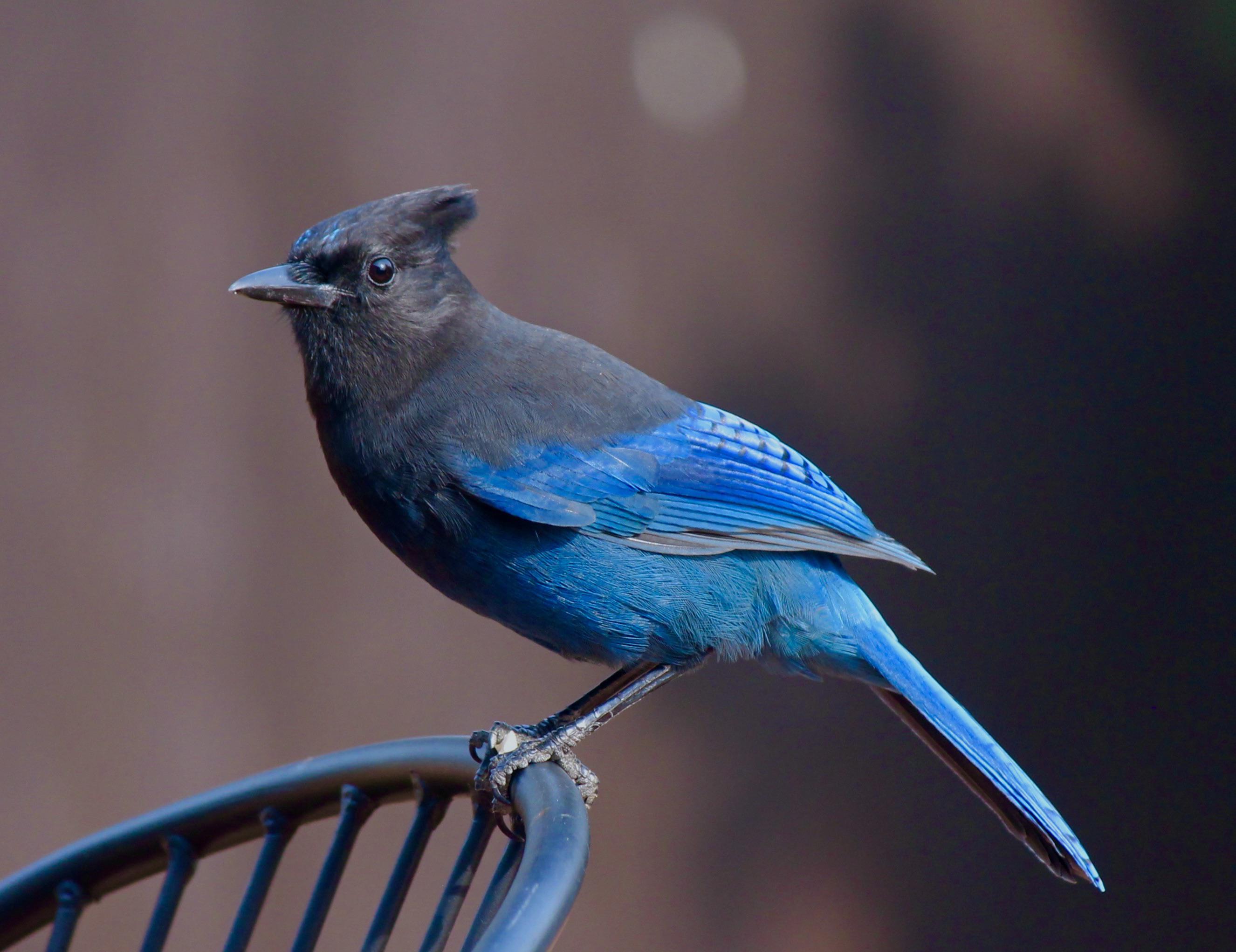 Steller’s jay with a peanut. Love watching corvids in the fall! | Scrolller