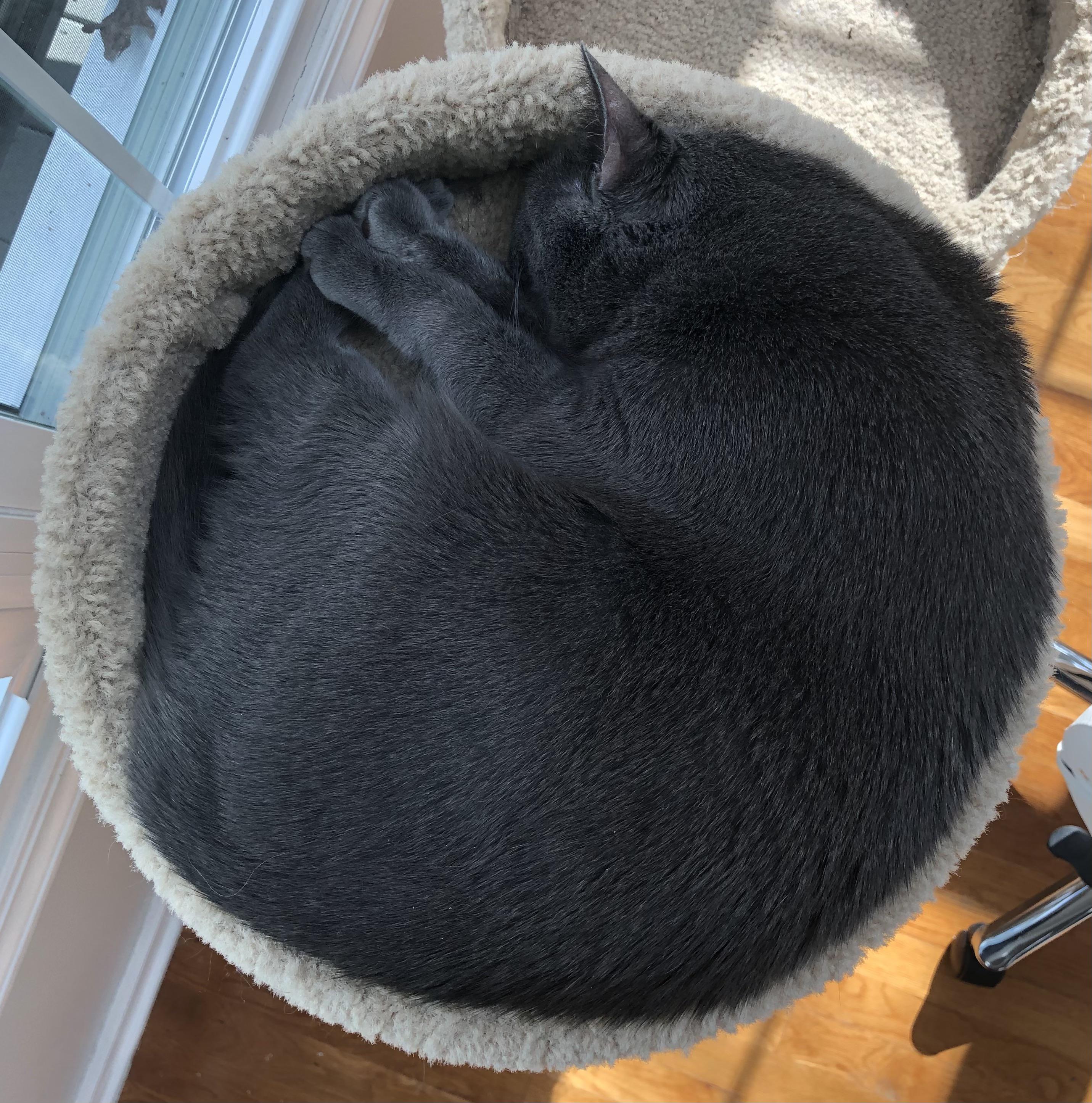 Sterling’s sterling circle | Scrolller