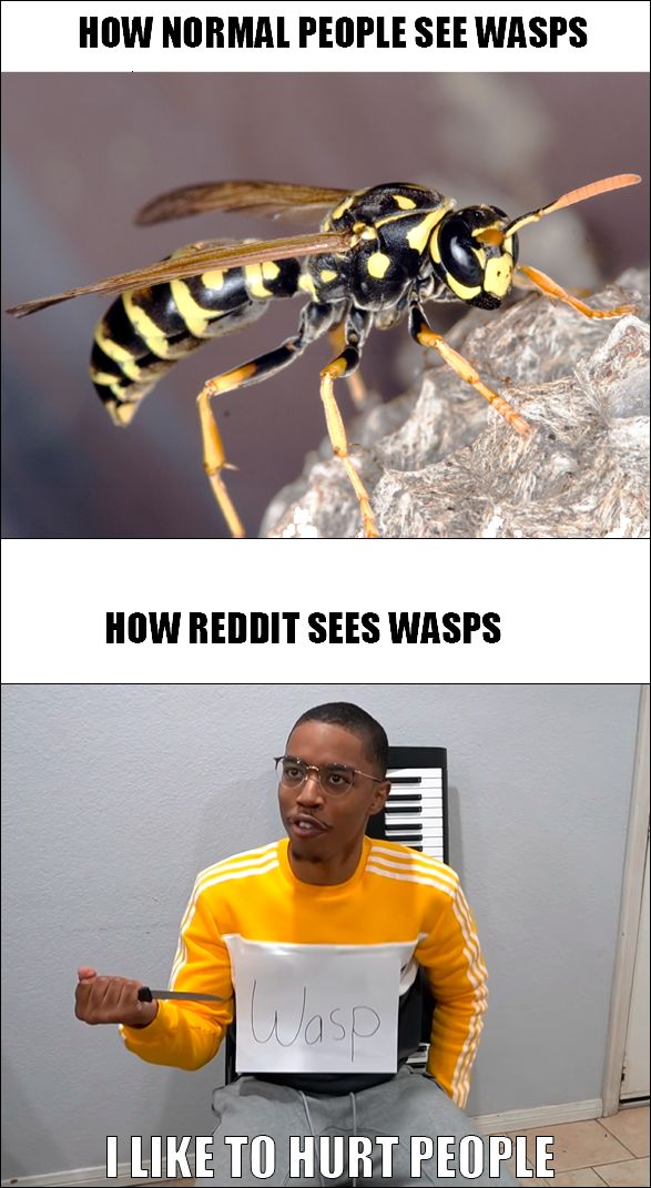 Stinging Insect | Scrolller