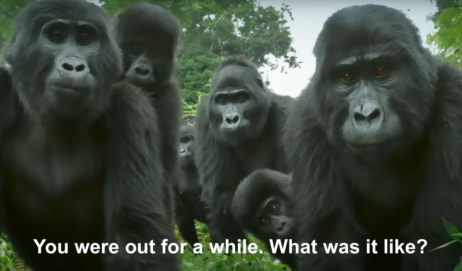 Stoned Ape Theory | Scrolller