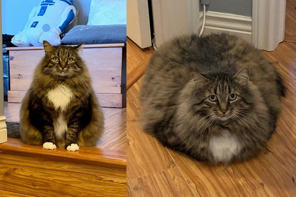 Storm's floof has two forms - Triangle Mode and Puddle Mode | Scrolller
