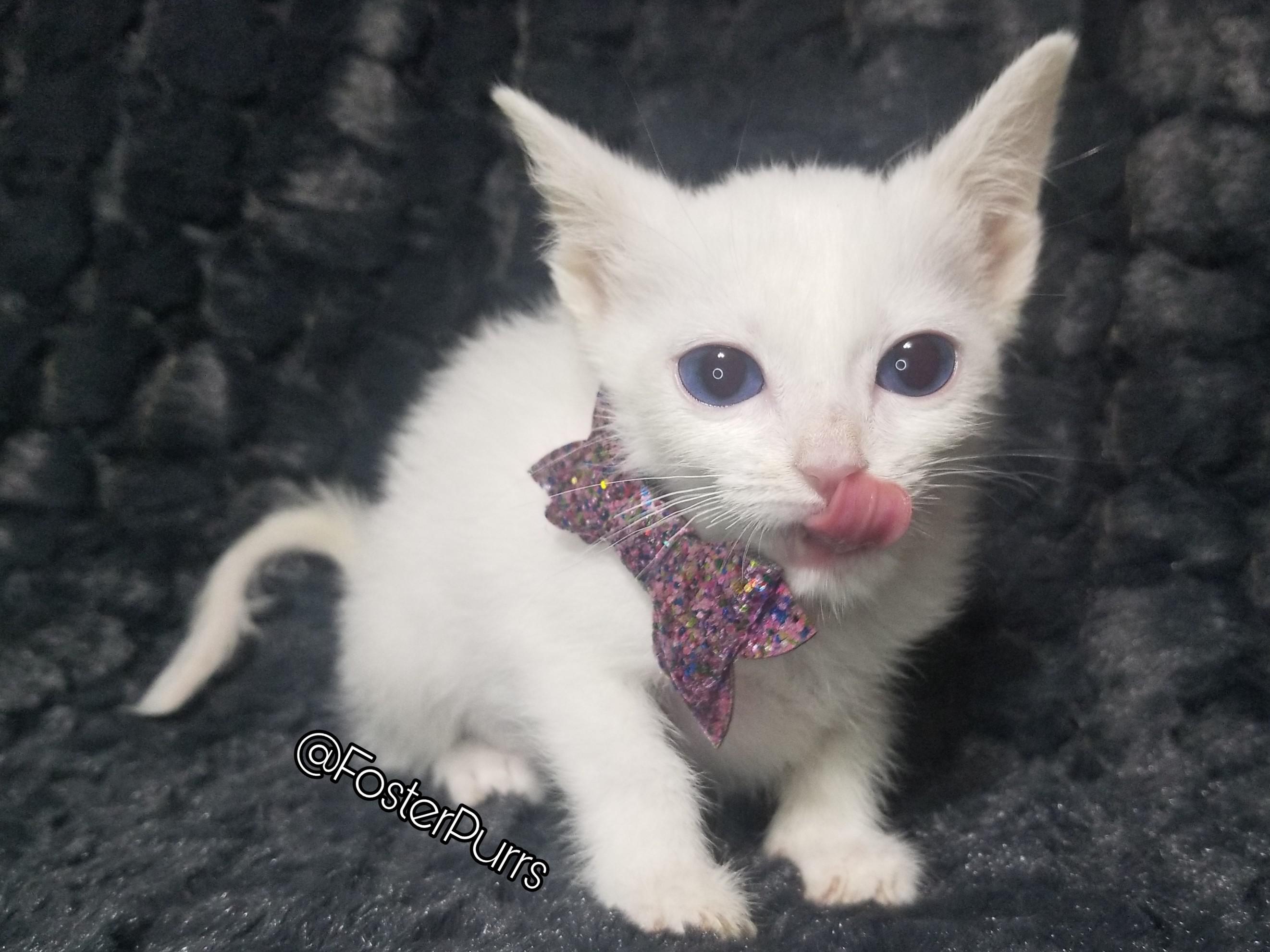 Stunning beauty Hala, one of my foster kittens I bottle fed, celebrating tongue out Tuesday! 😛 ...