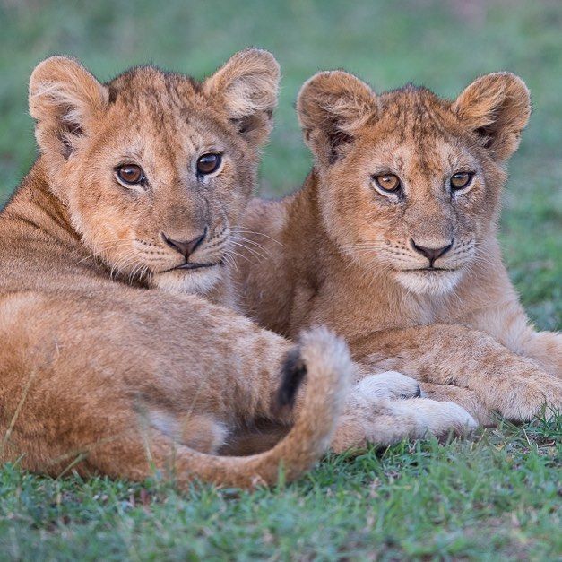 Stunning lion cub brothers | Scrolller