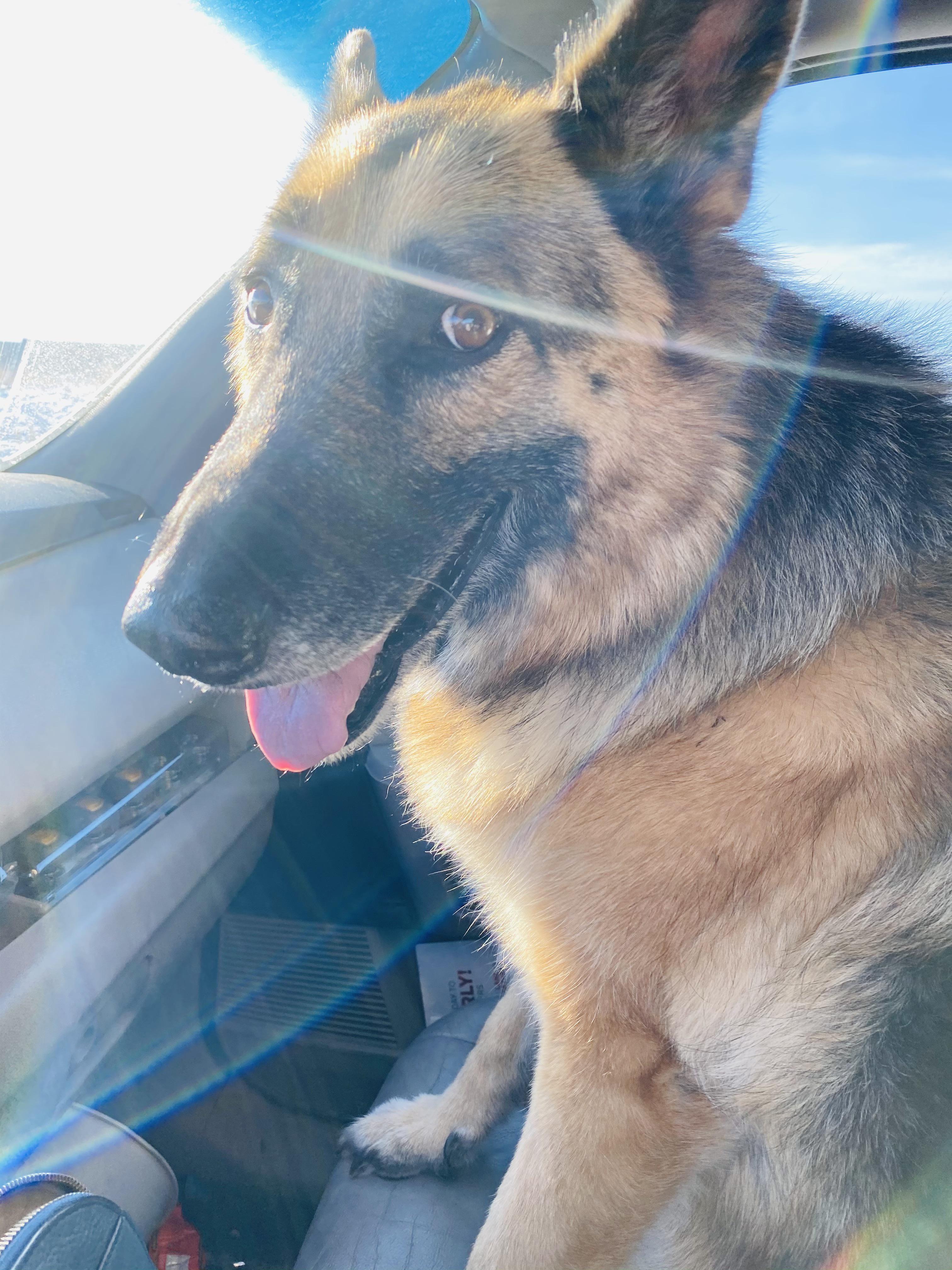 Such a beautiful derp face | Scrolller