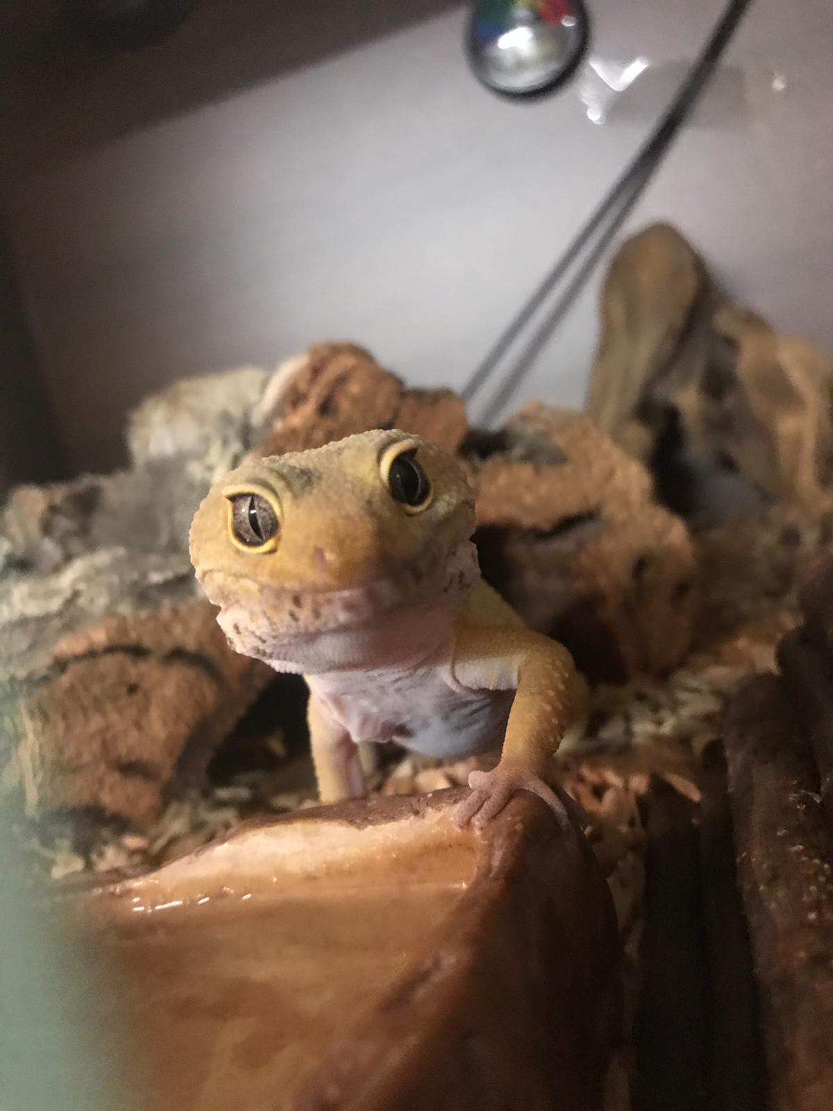 Such a handsome boy 🦎 | Scrolller