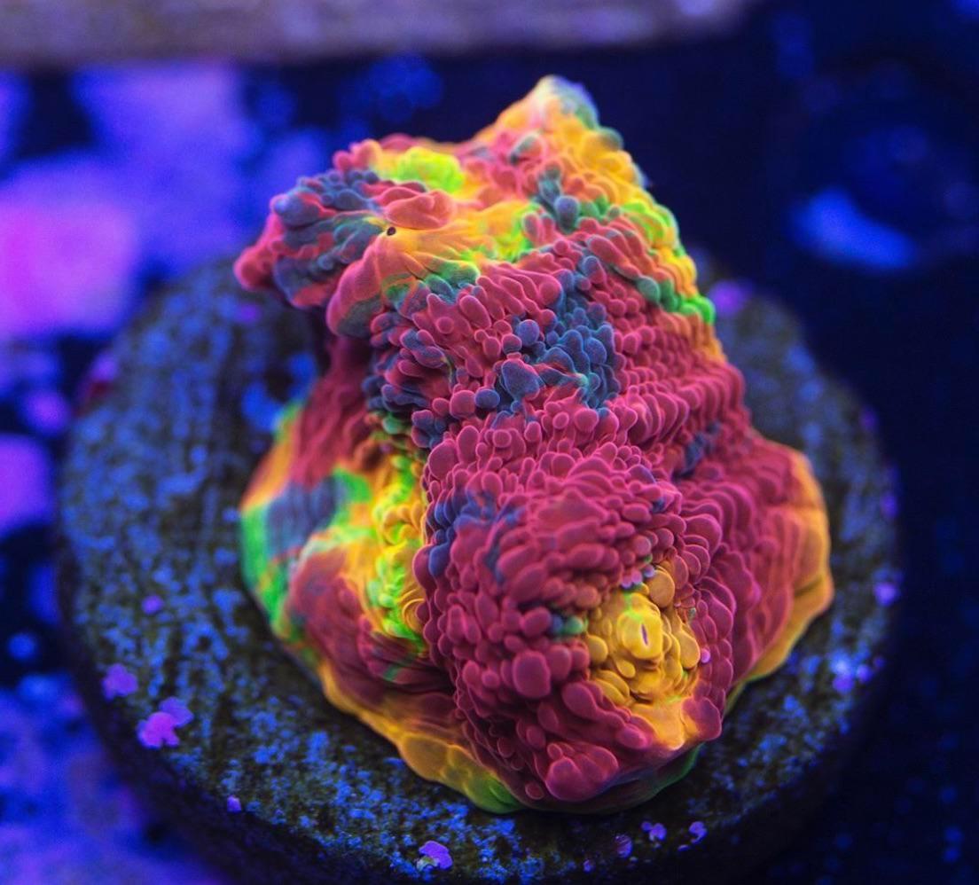 Such a nice color pattern on this frag | Scrolller