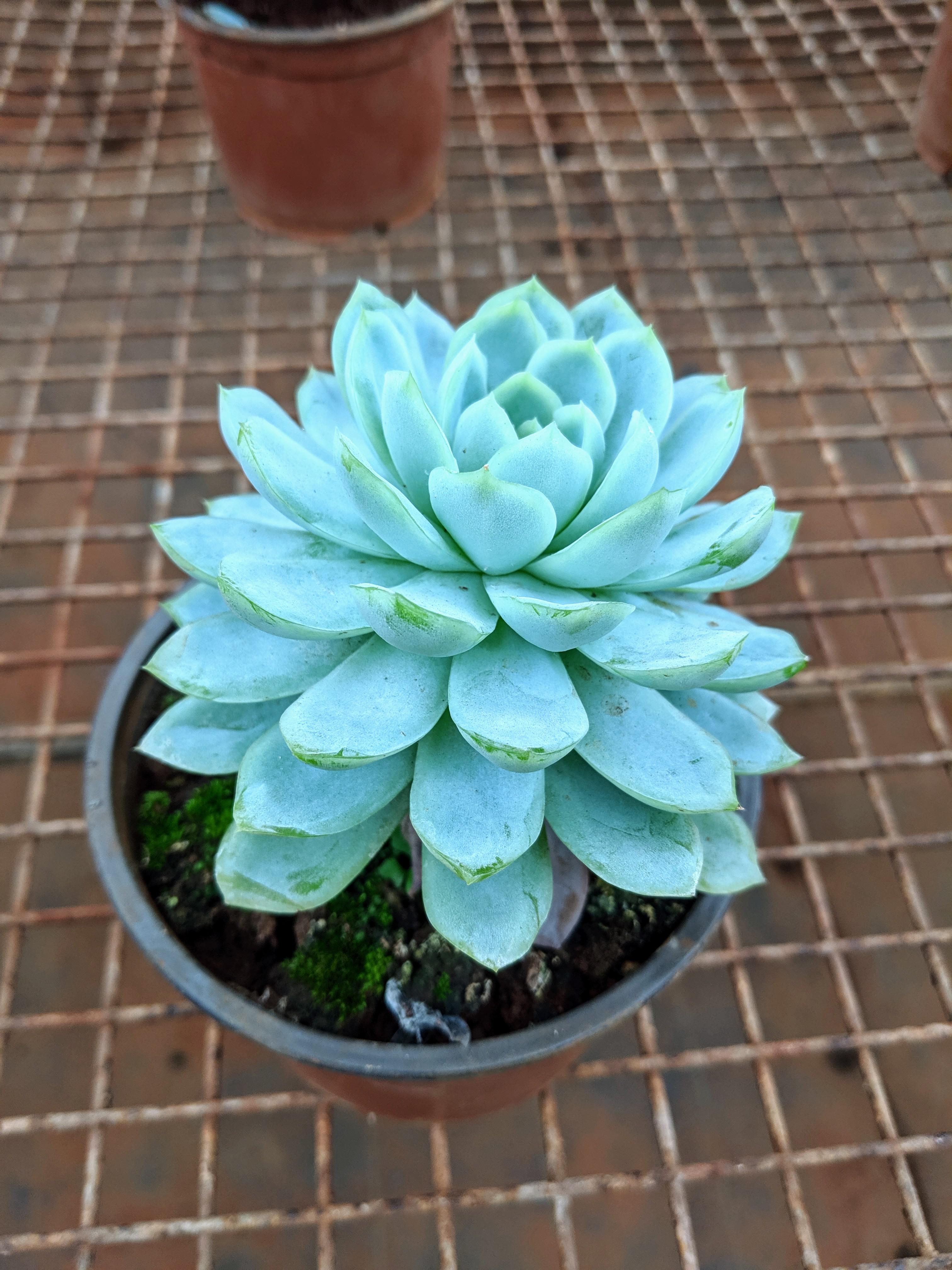 Such a vibrant succulent! | Scrolller