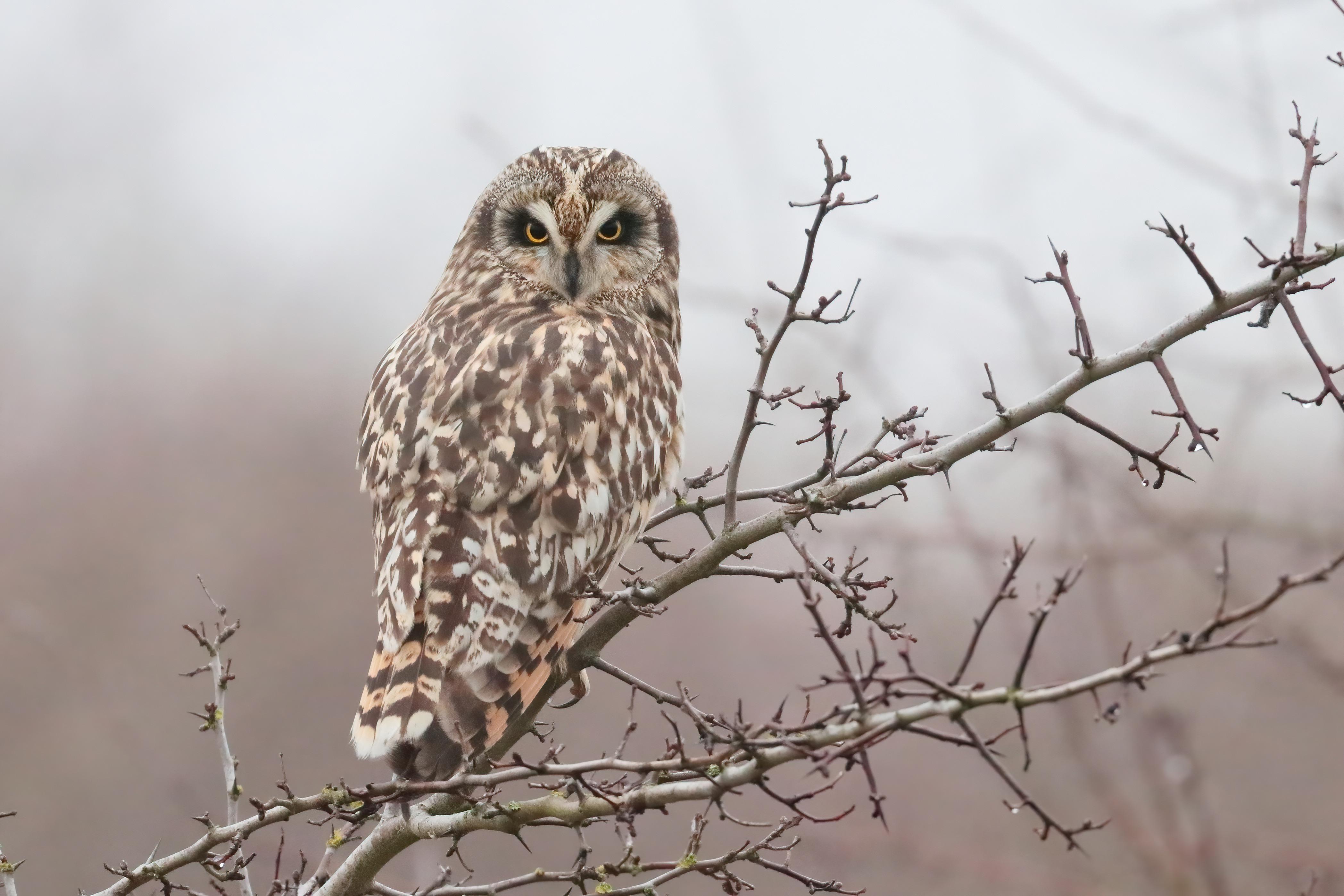 Such an intense stare | Scrolller