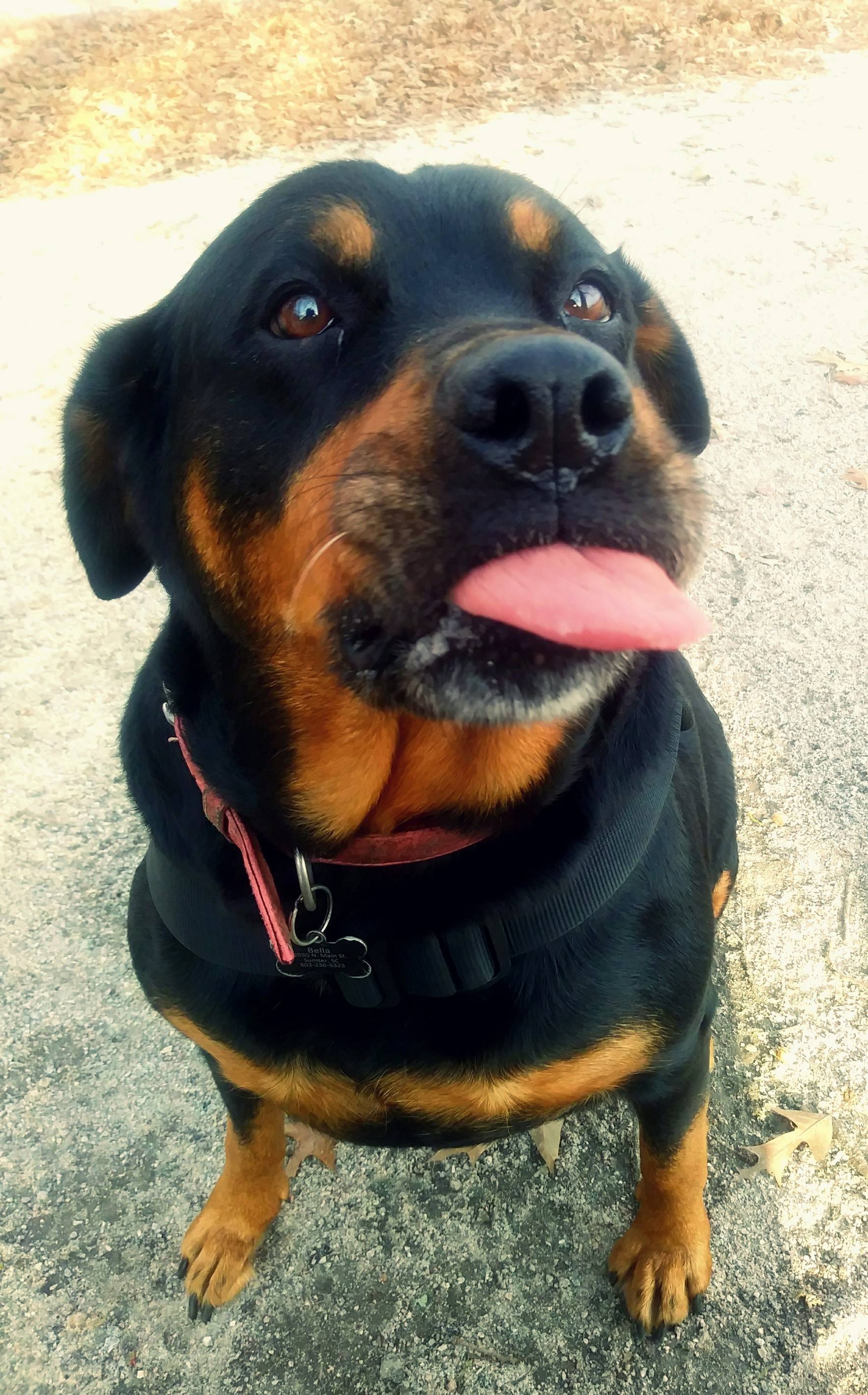 Such an intimidating dog | Scrolller