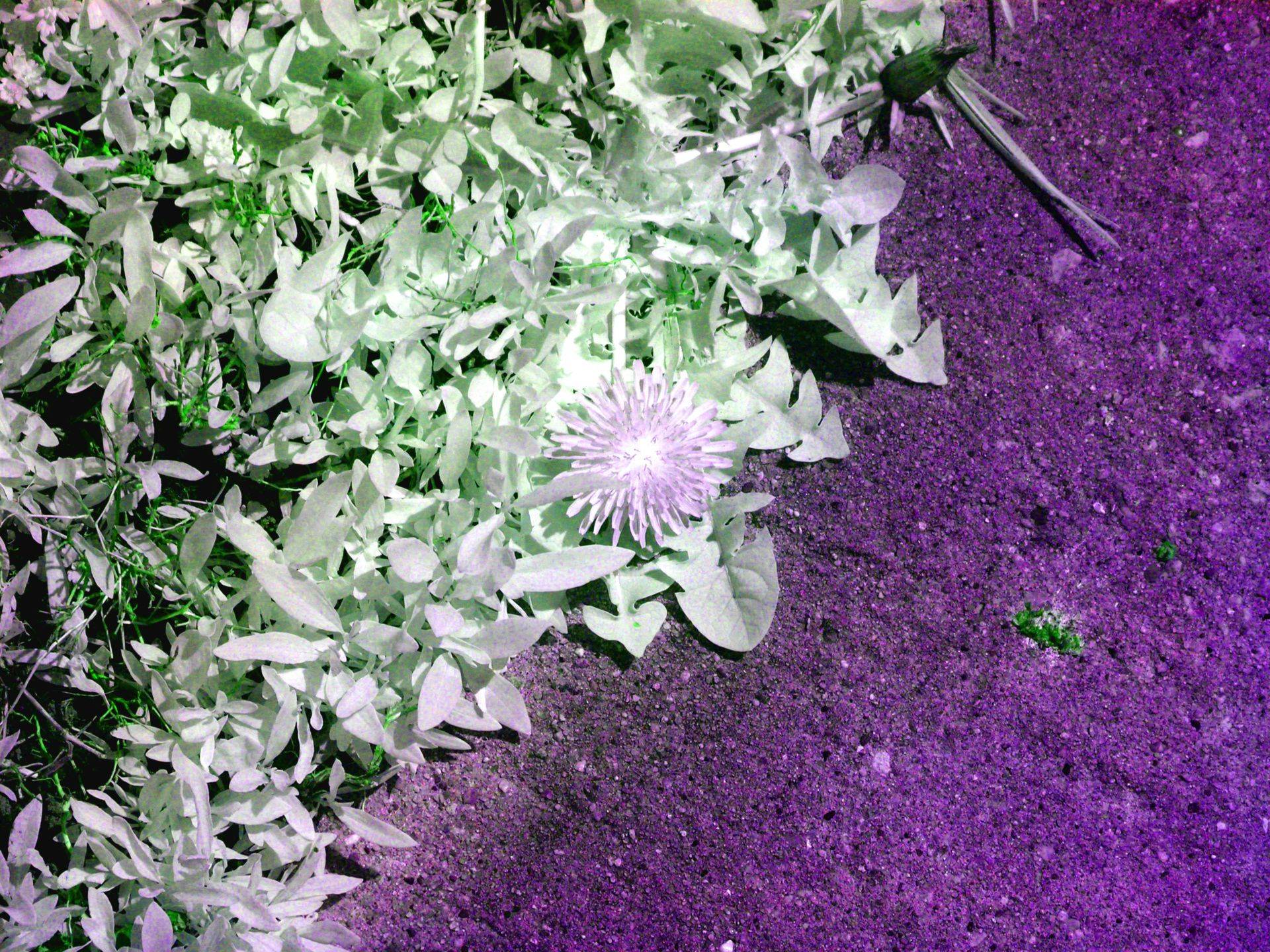 Suddenly... Psychedelic Dandelion! [1920x1440][OC] | Scrolller
