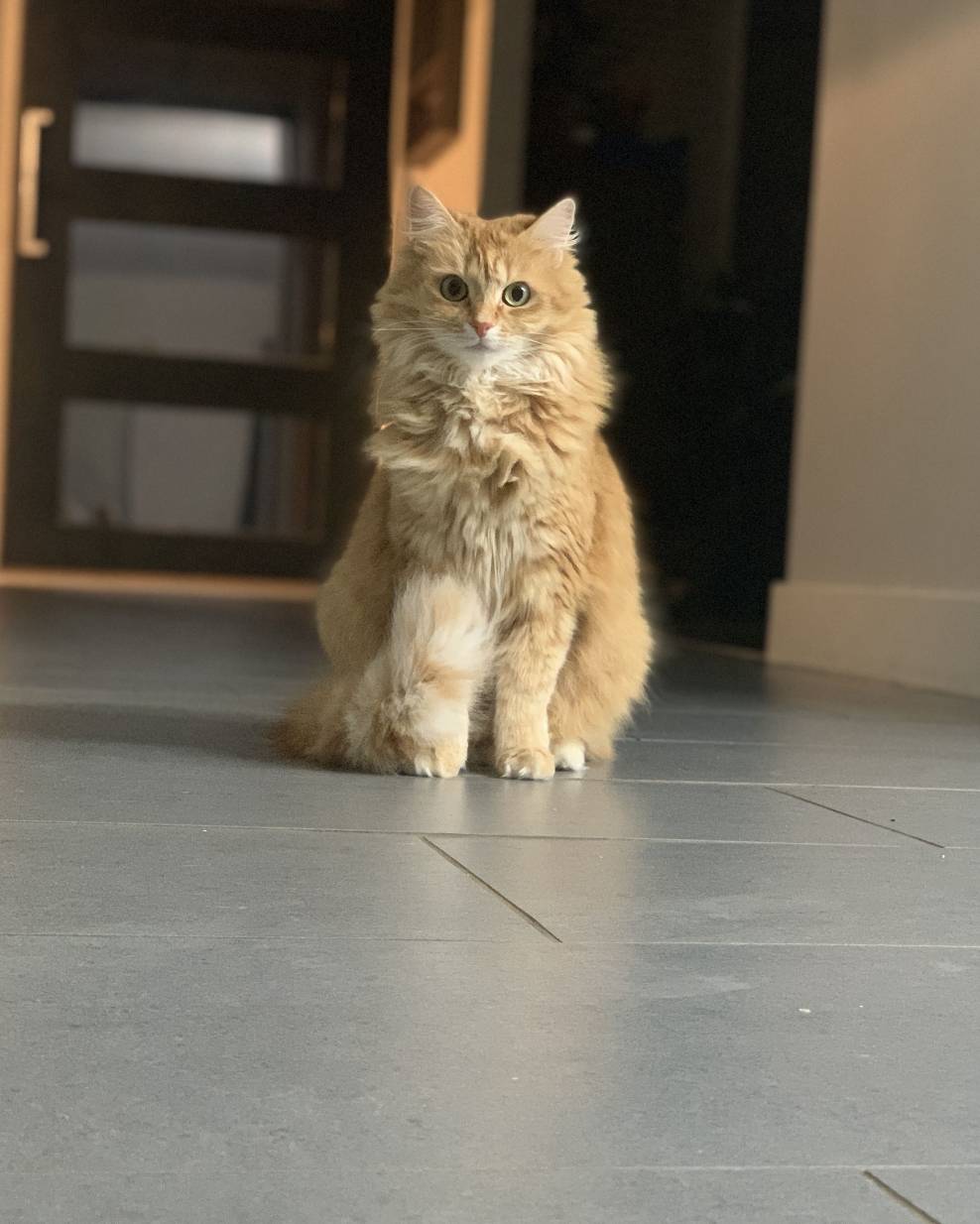 Sugar the surprised floof | Scrolller