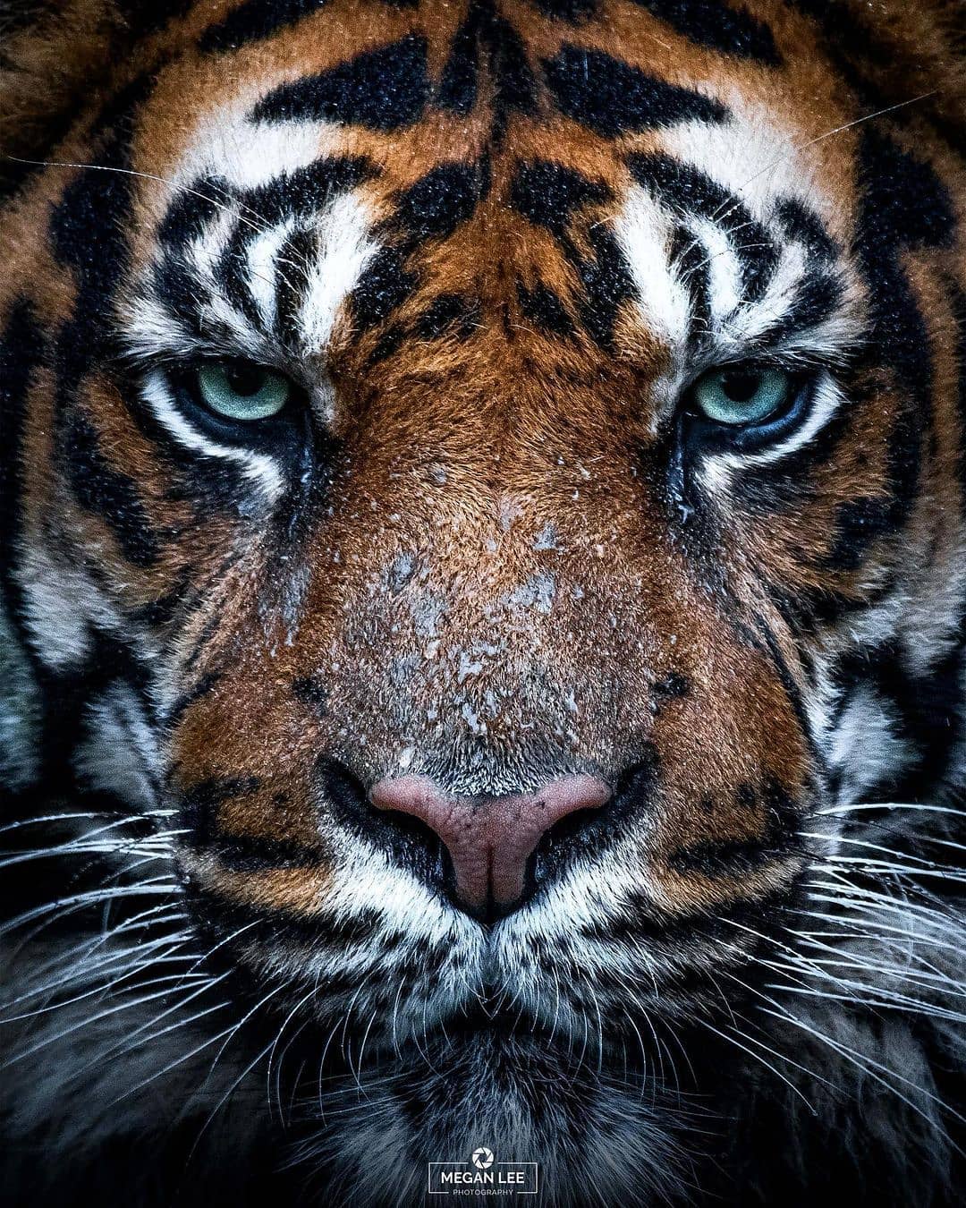 Sumatran Tiger | Scrolller